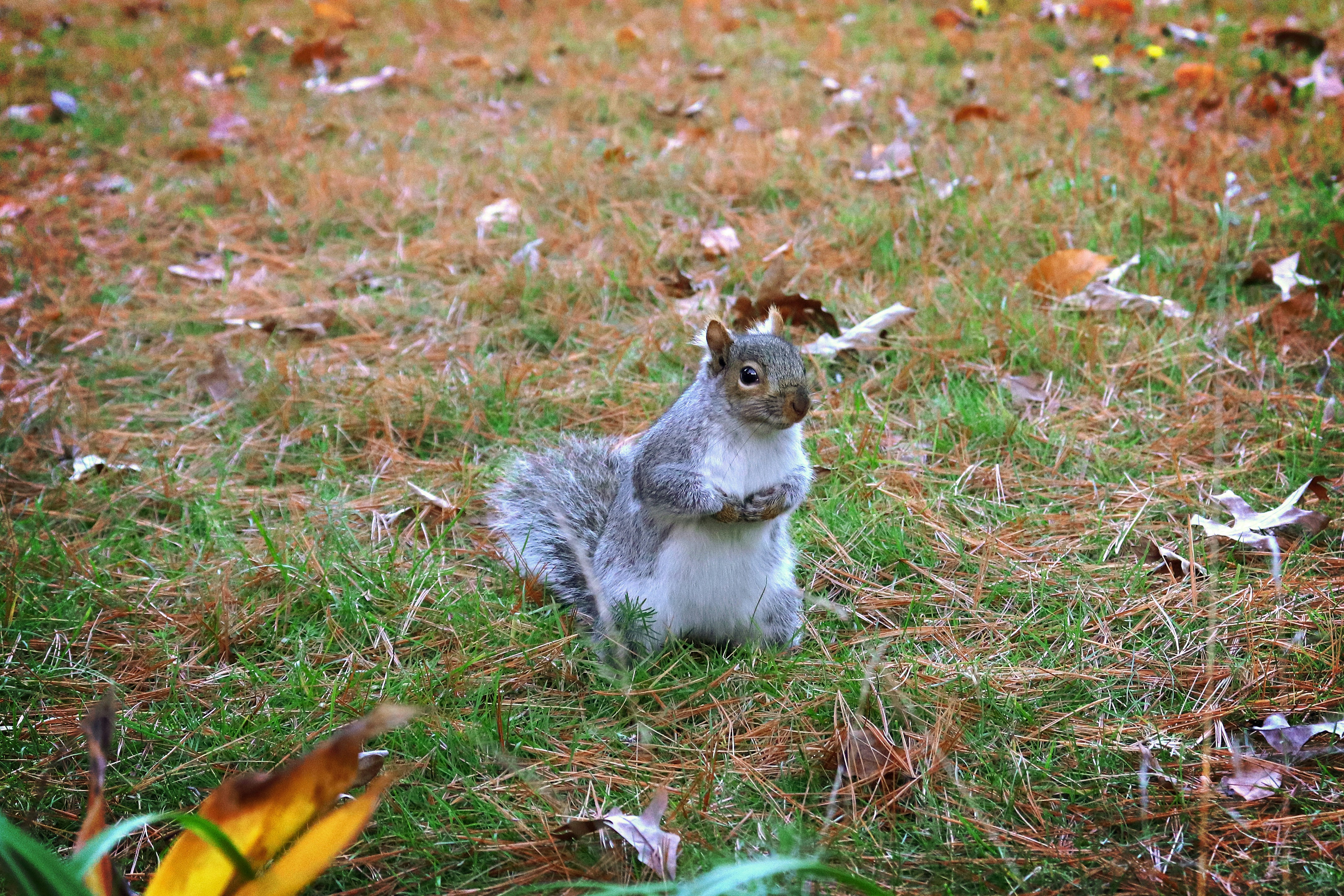 Autumn Vigil: A Gray Squirrel Pauses on a Needle-Carpeted Lawn