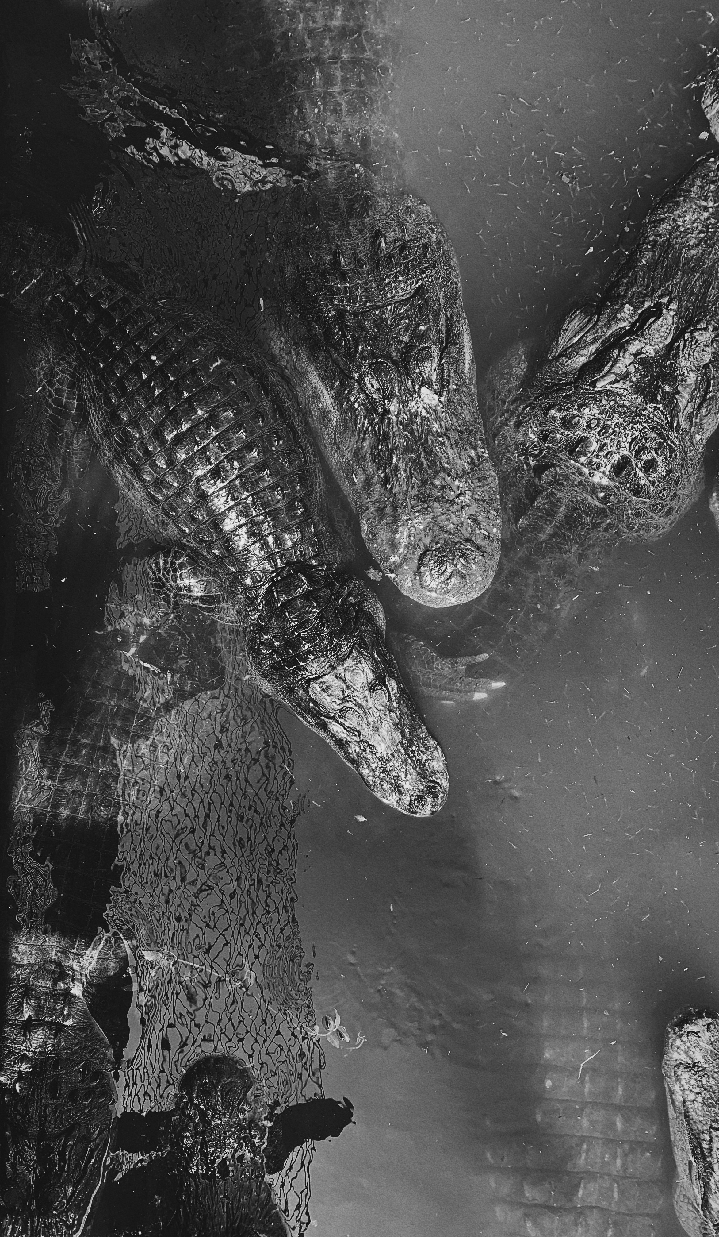 Confluence of Snouts: A Quiet Assembly of Crocodile Heads in Murky Water
