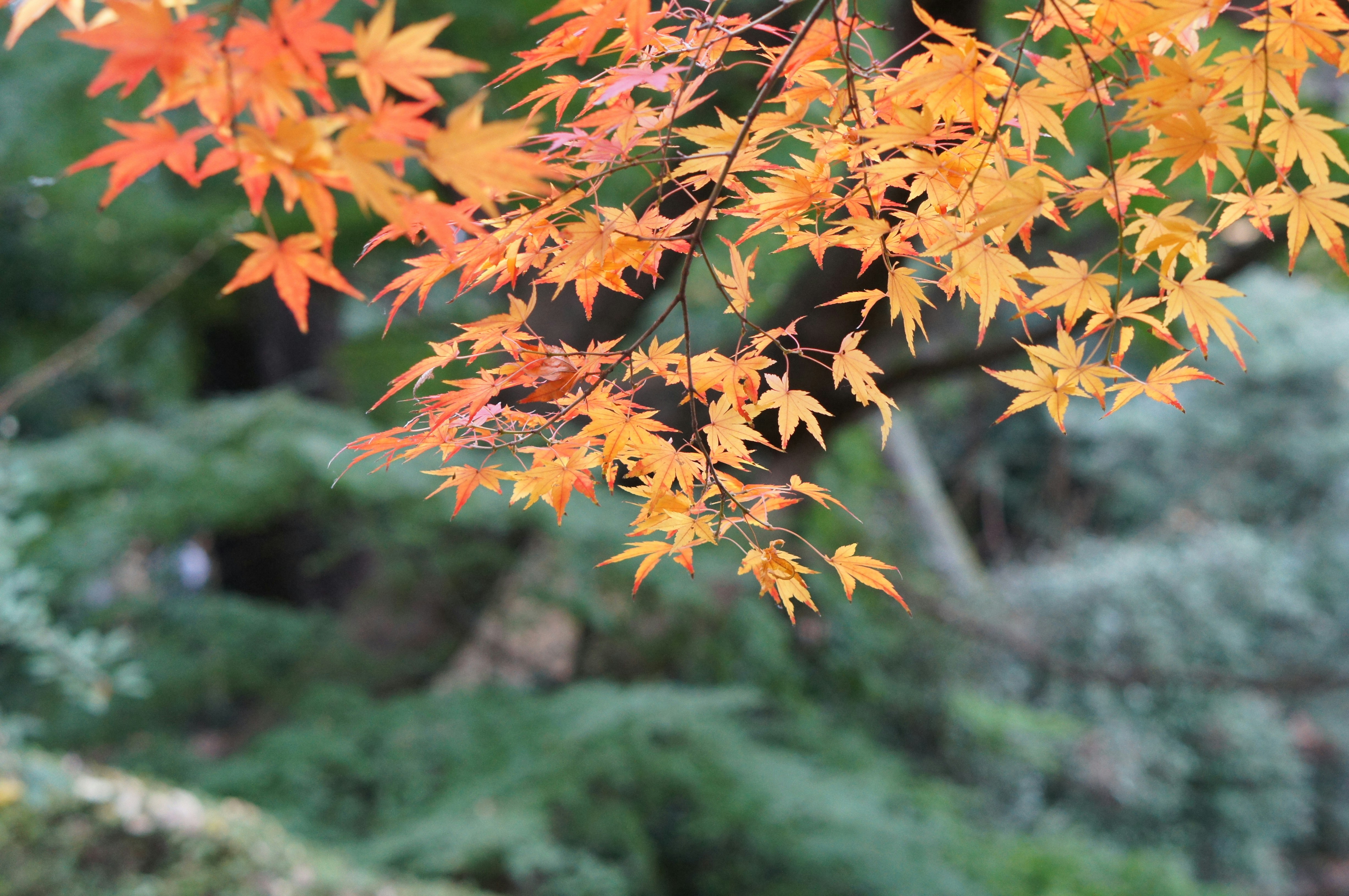 Orange maple leaves in sharp foreground against a softly blurred green forest backdrop.