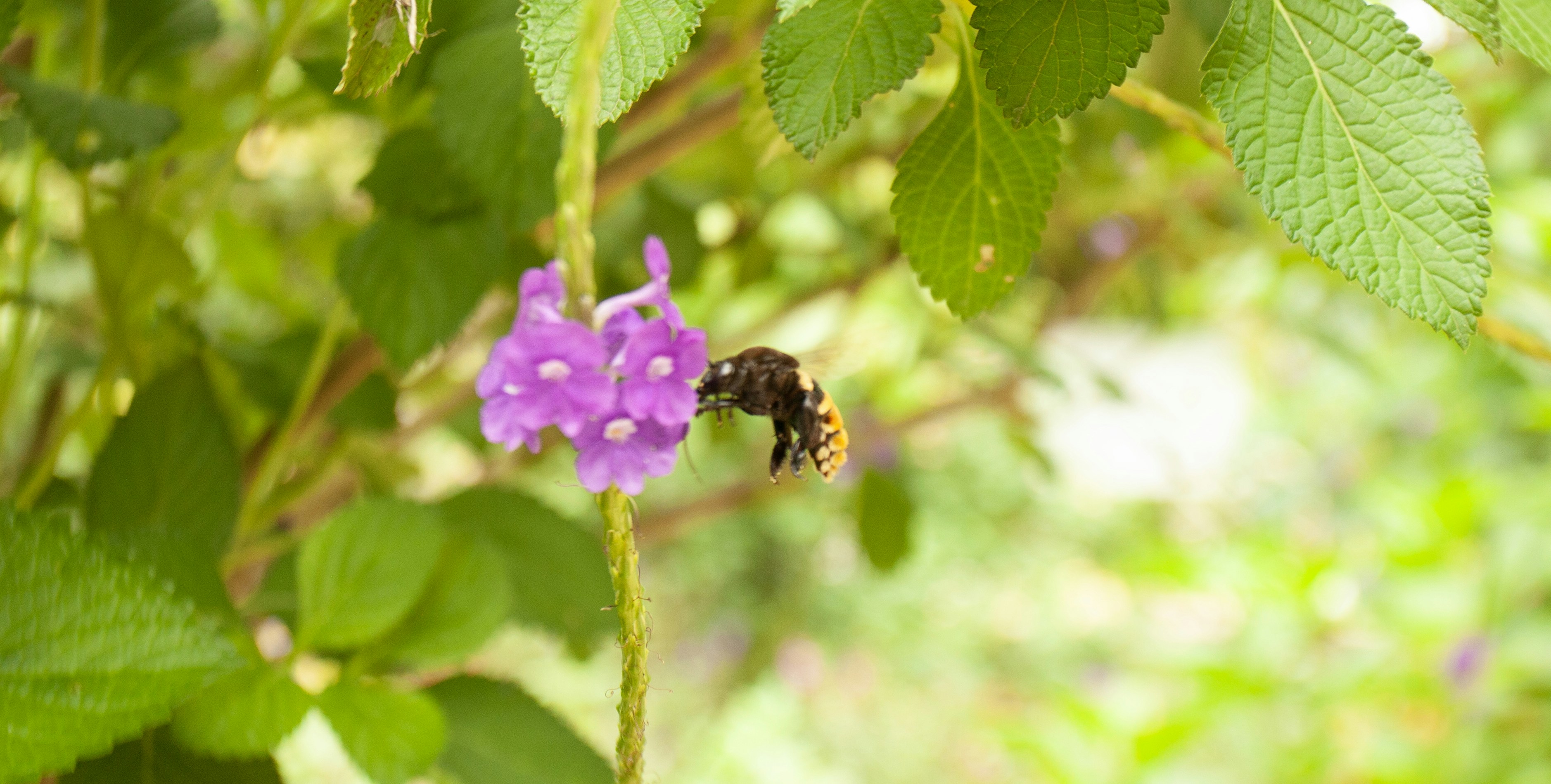 Nectar Pursuit on a Violet Bloom