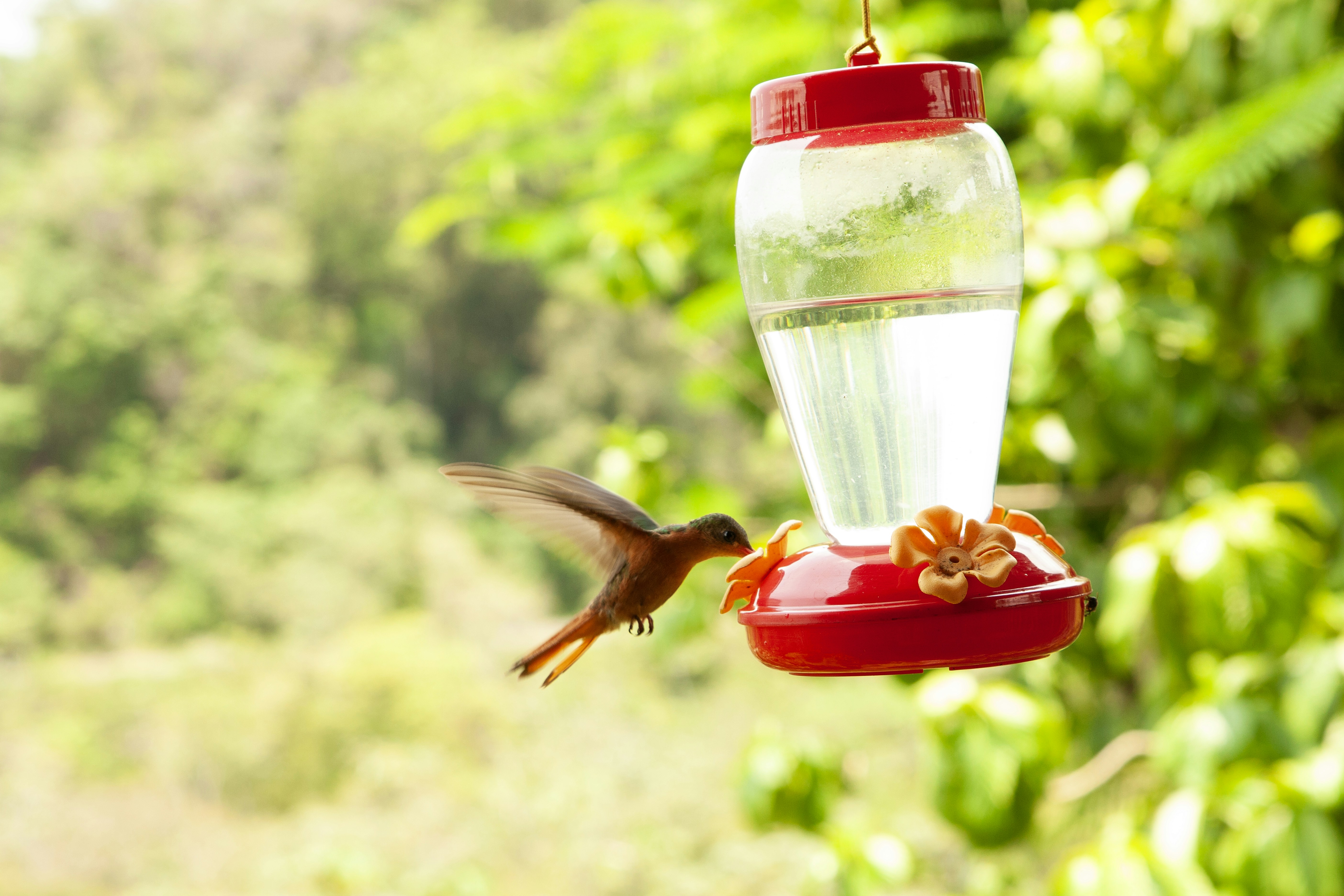 Swift Moment: Hummingbird in Flight at a Nectar Feeder