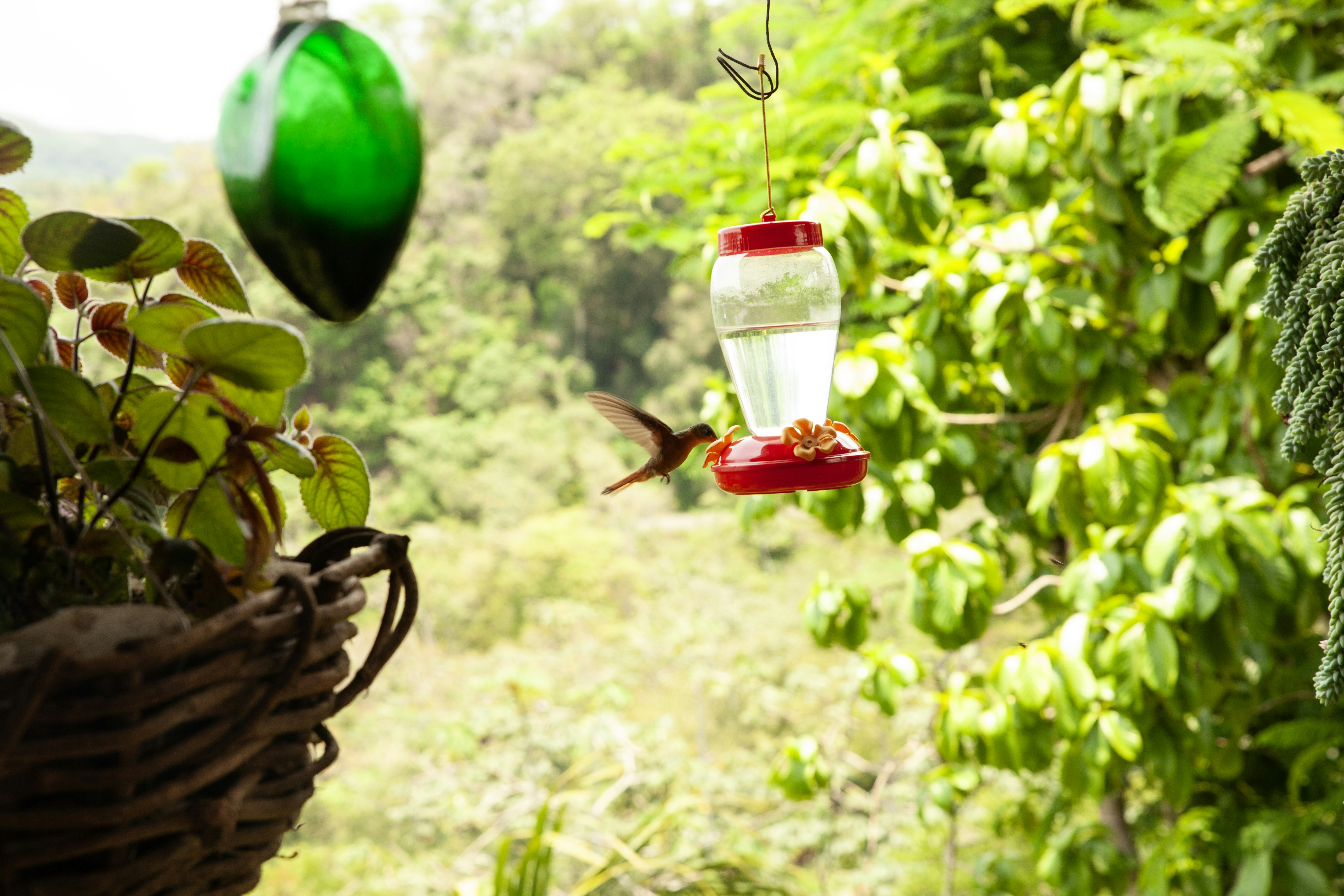Sunlit Pause at the Red-Capped Hummingbird Feeder