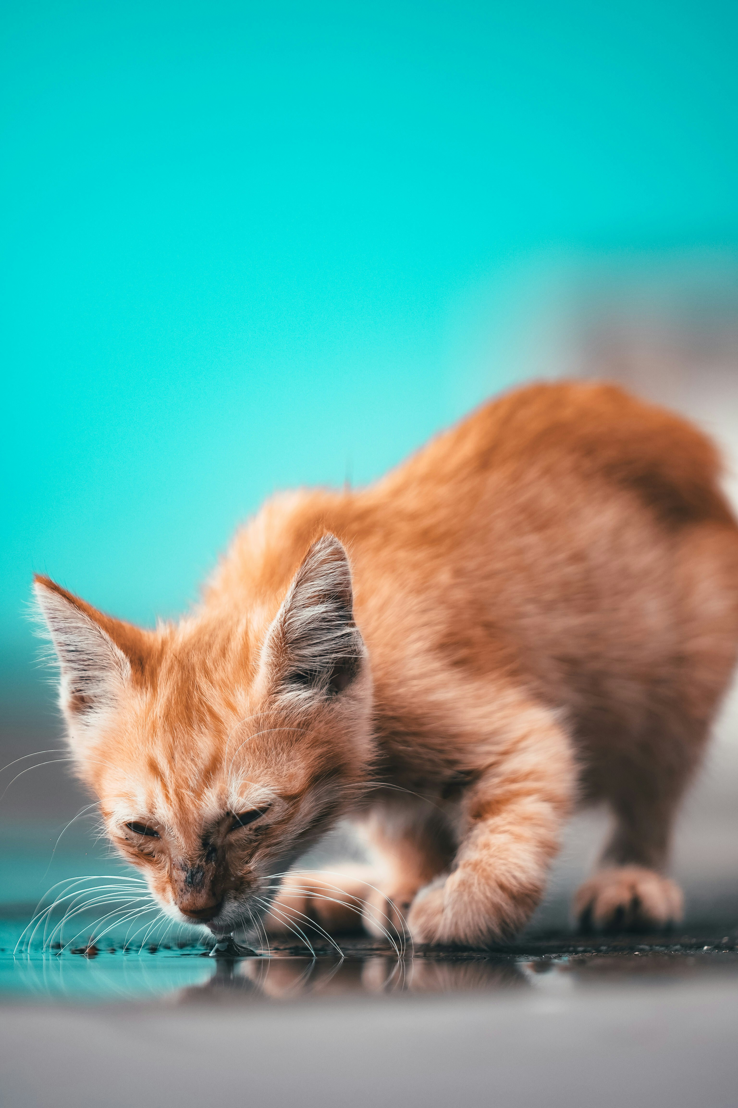 A cat drinking water from a puddle.