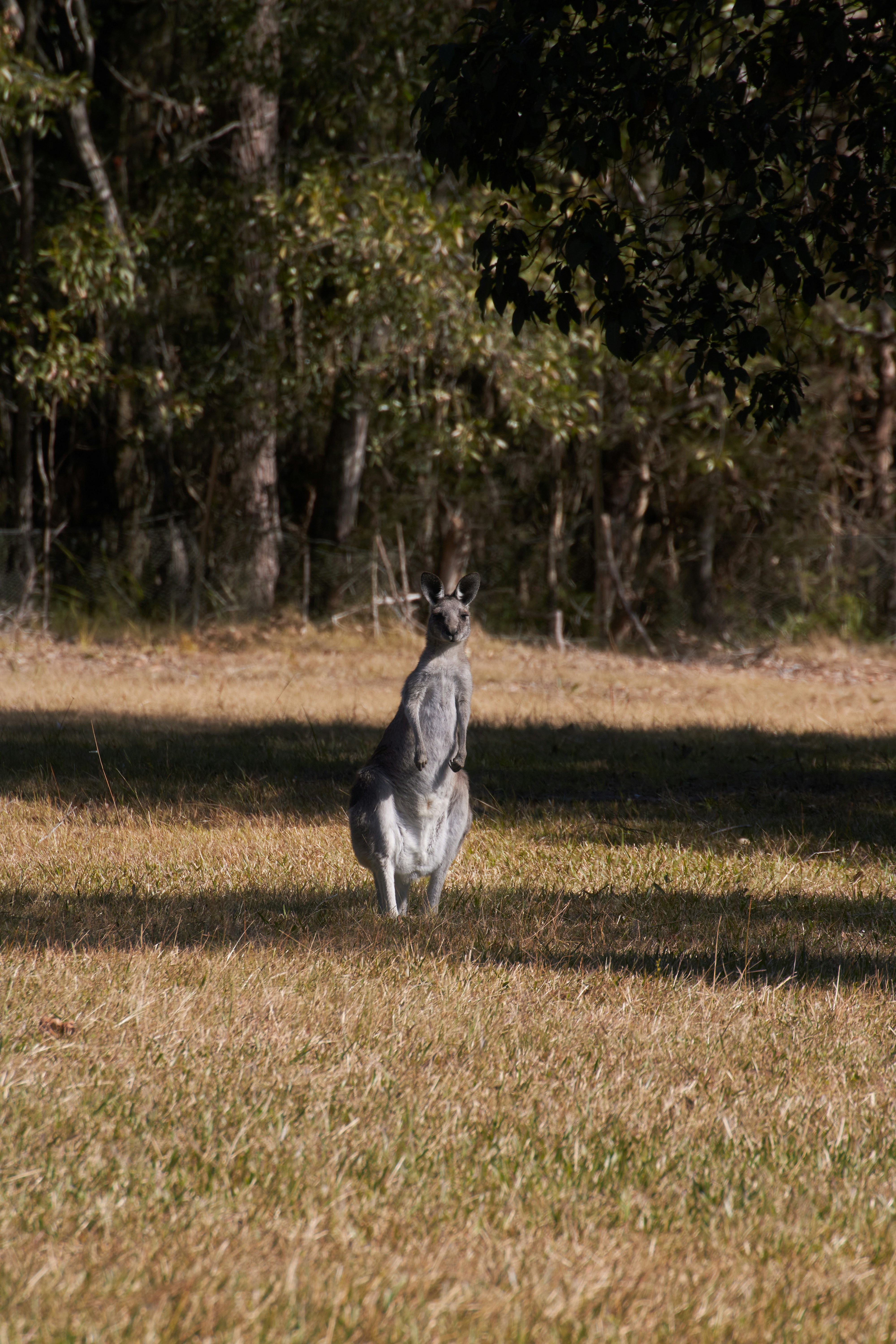 Sunlit Sentinel: Kangaroo Stands Watch in a Quiet Clearing