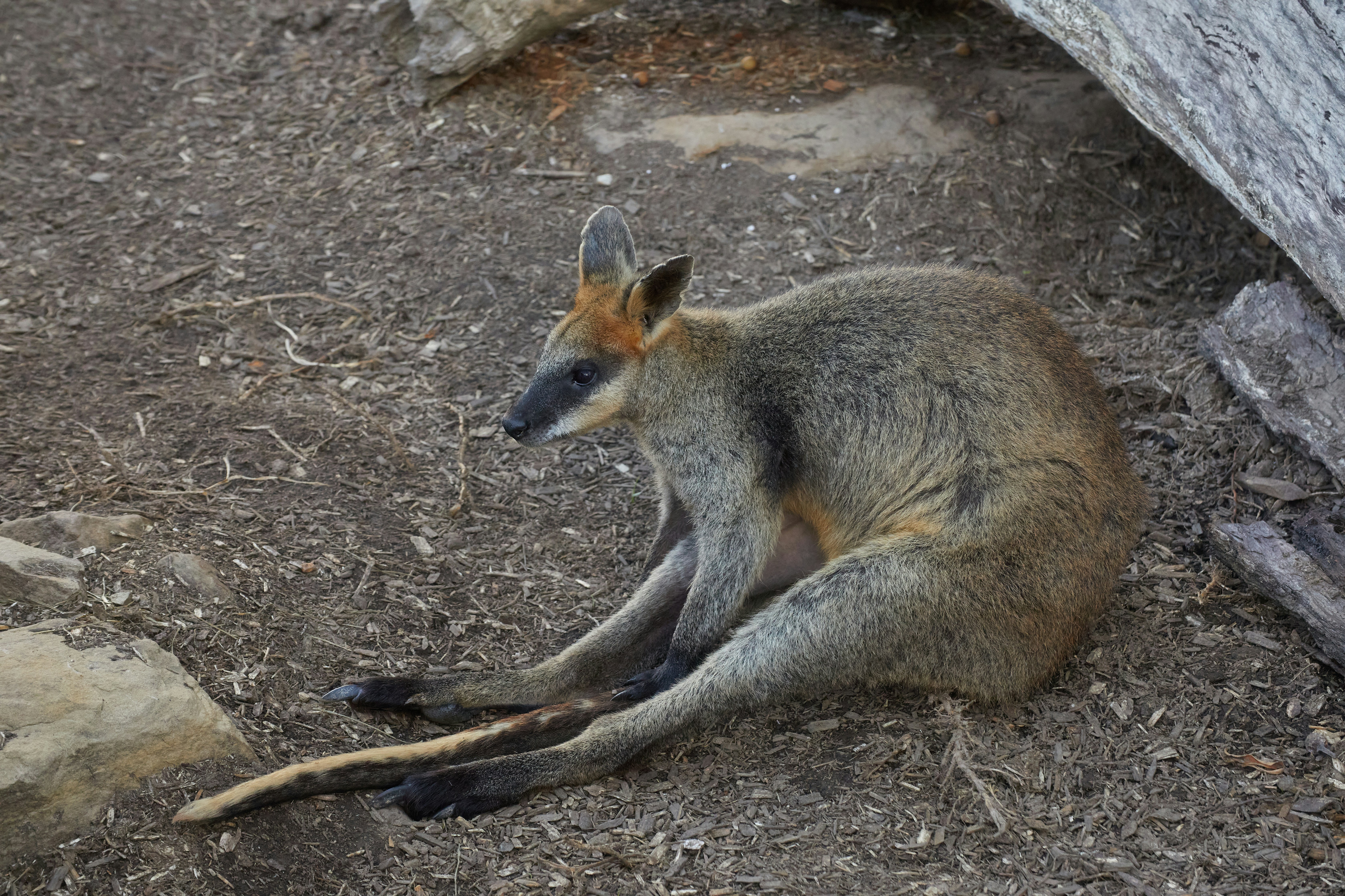Sitting kangaroo