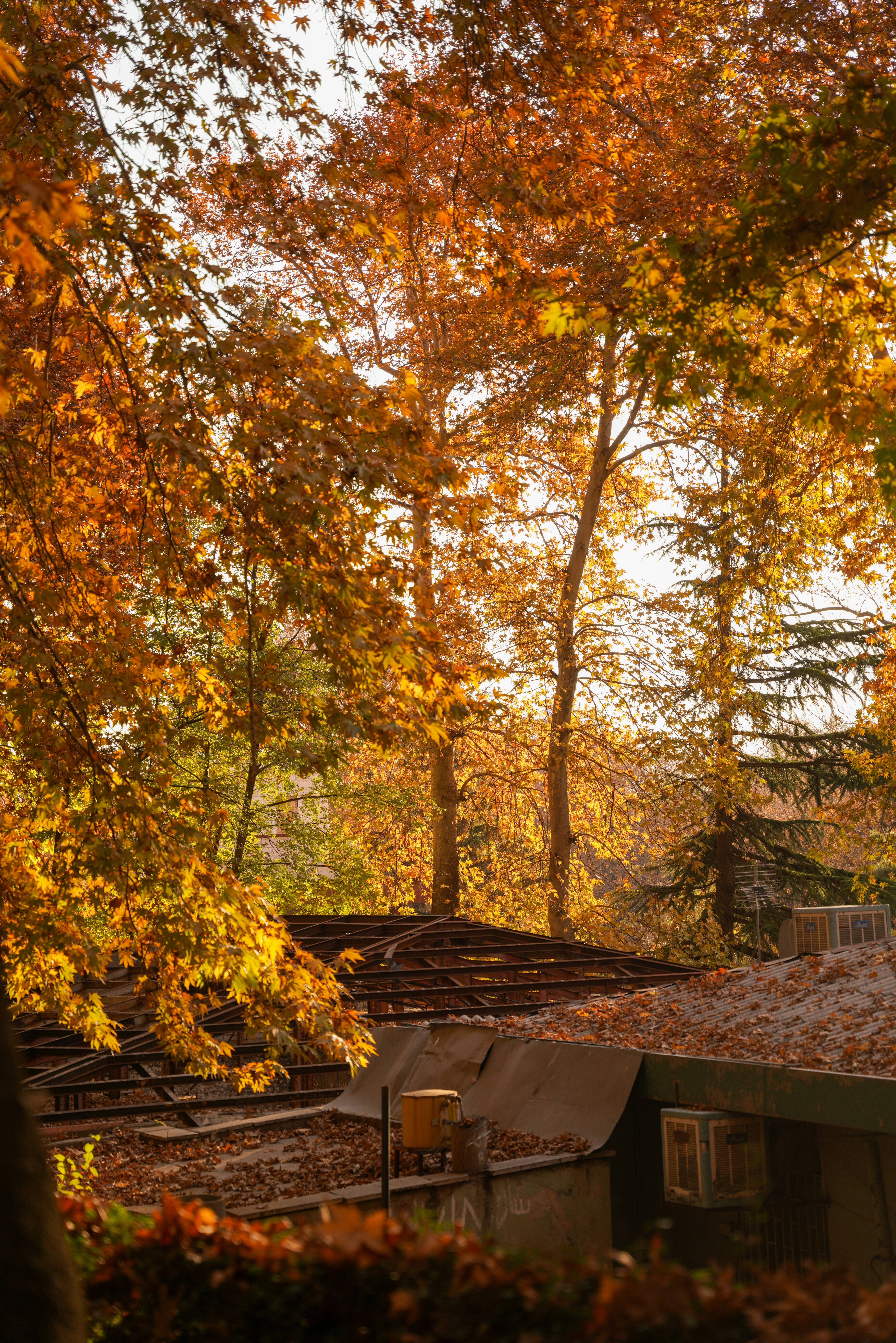 Autumn canopy over a quiet rooftop hideaway
