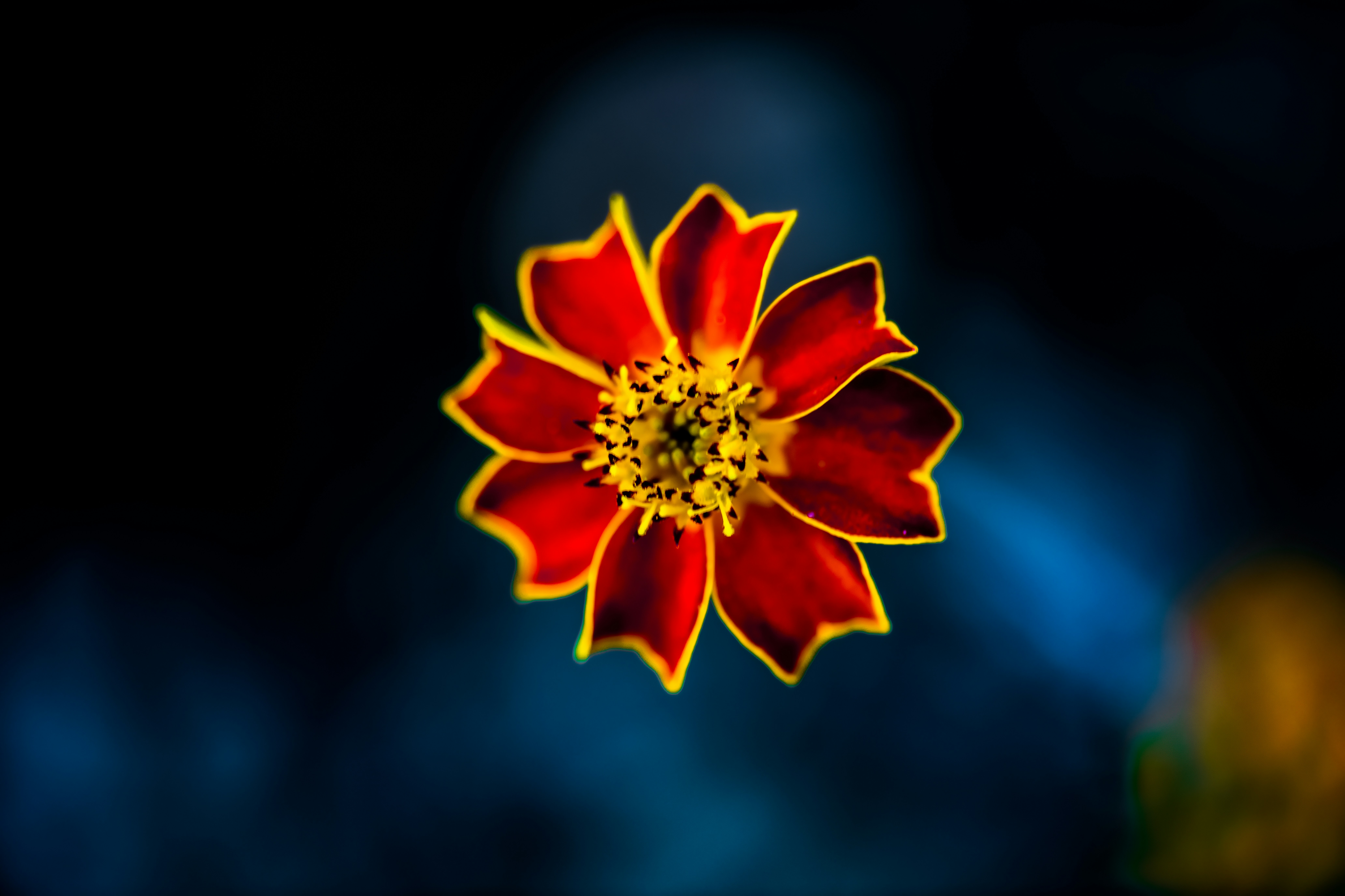 Crimson Margins: a macro blossom against cobalt velvet