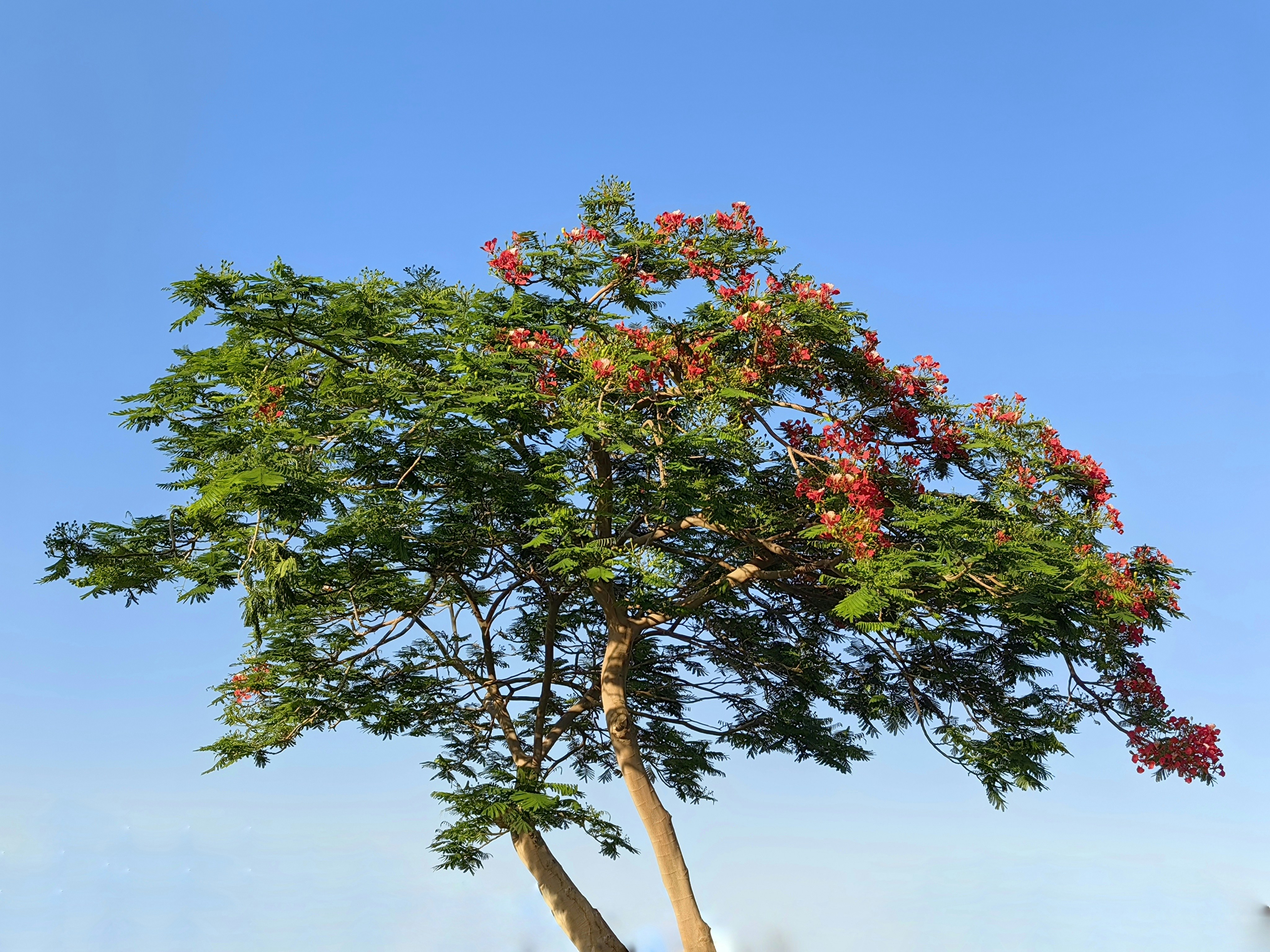 A tree with red flowers in the middle of a field photo – Free Egypt ...