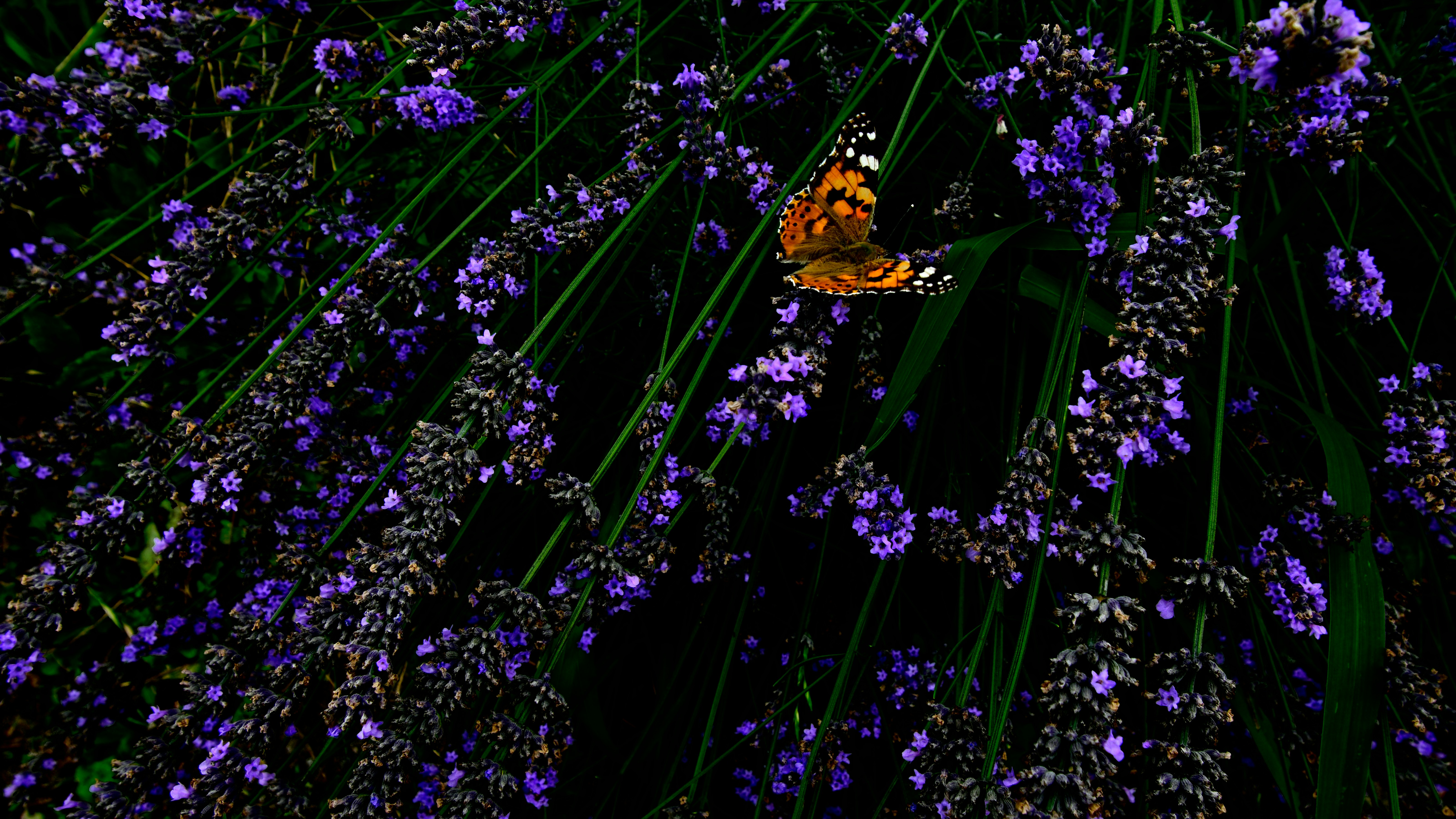 Whispers Among Lavender