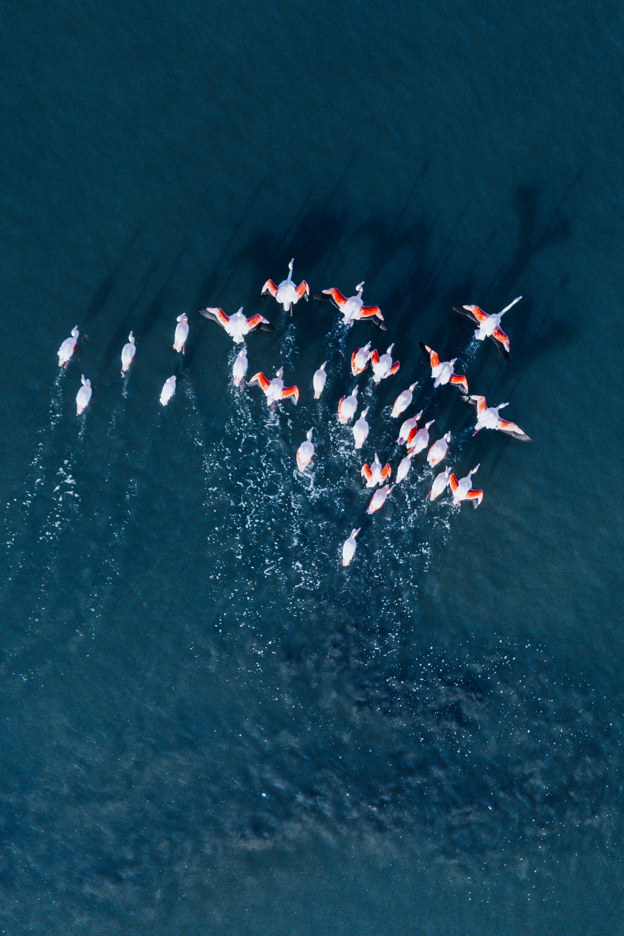 Flamingo Caravan on a Blue Canvas