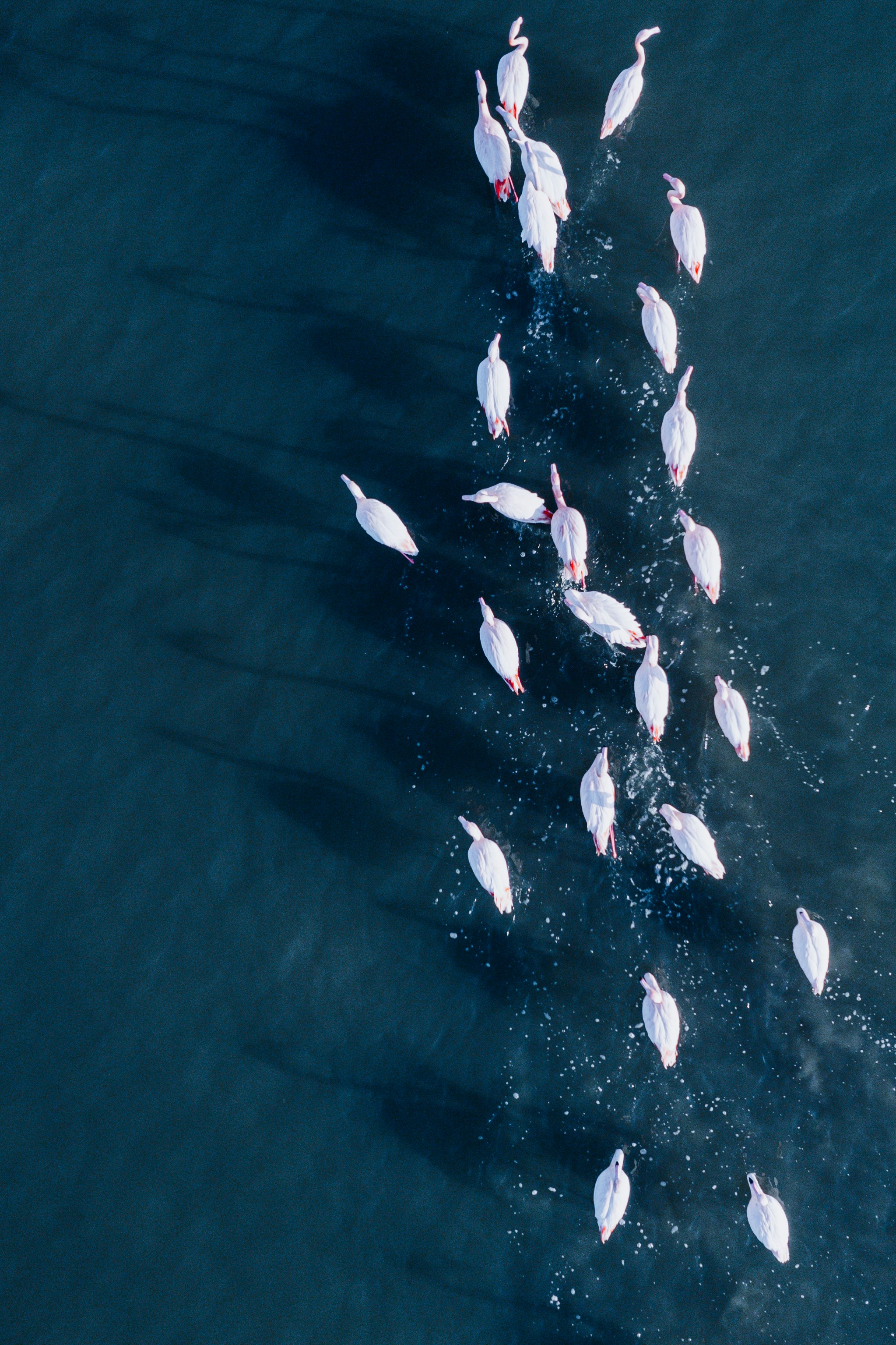 A flock of white birds floating on top of a body of water photo – Free ...