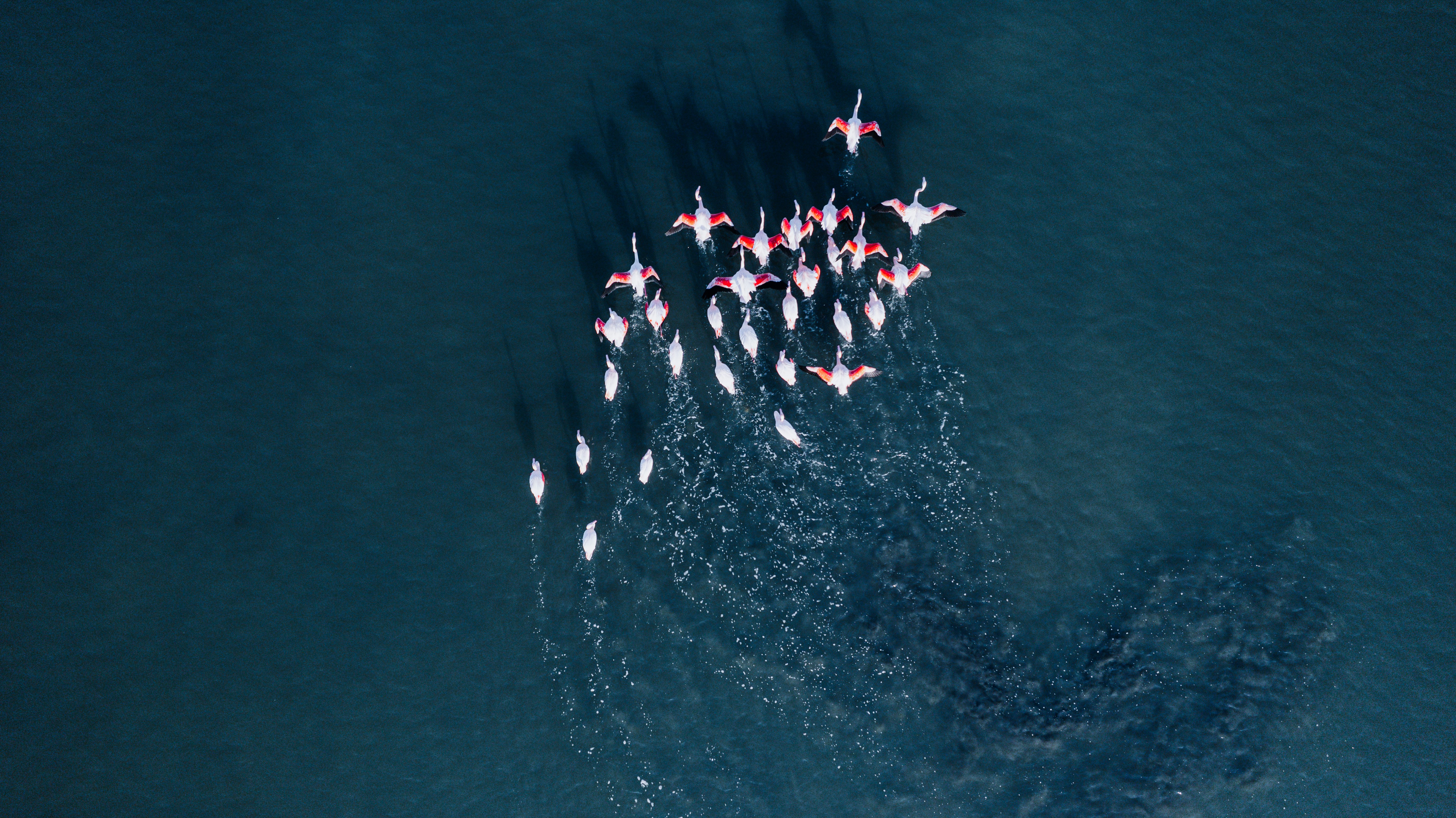 Sapphire sea, pink silhouettes: a flock's wake