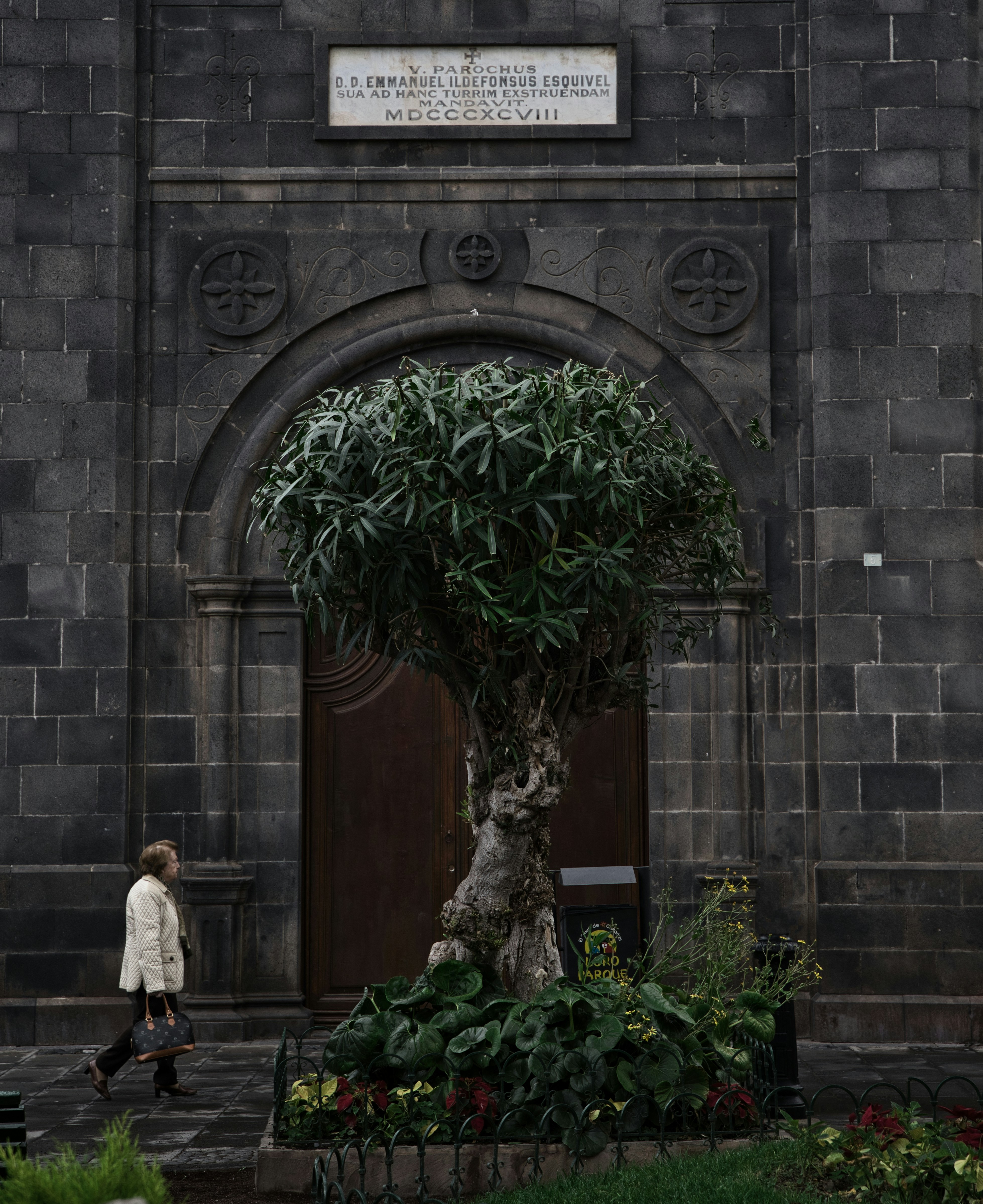Whispers of History Beneath the Canopy