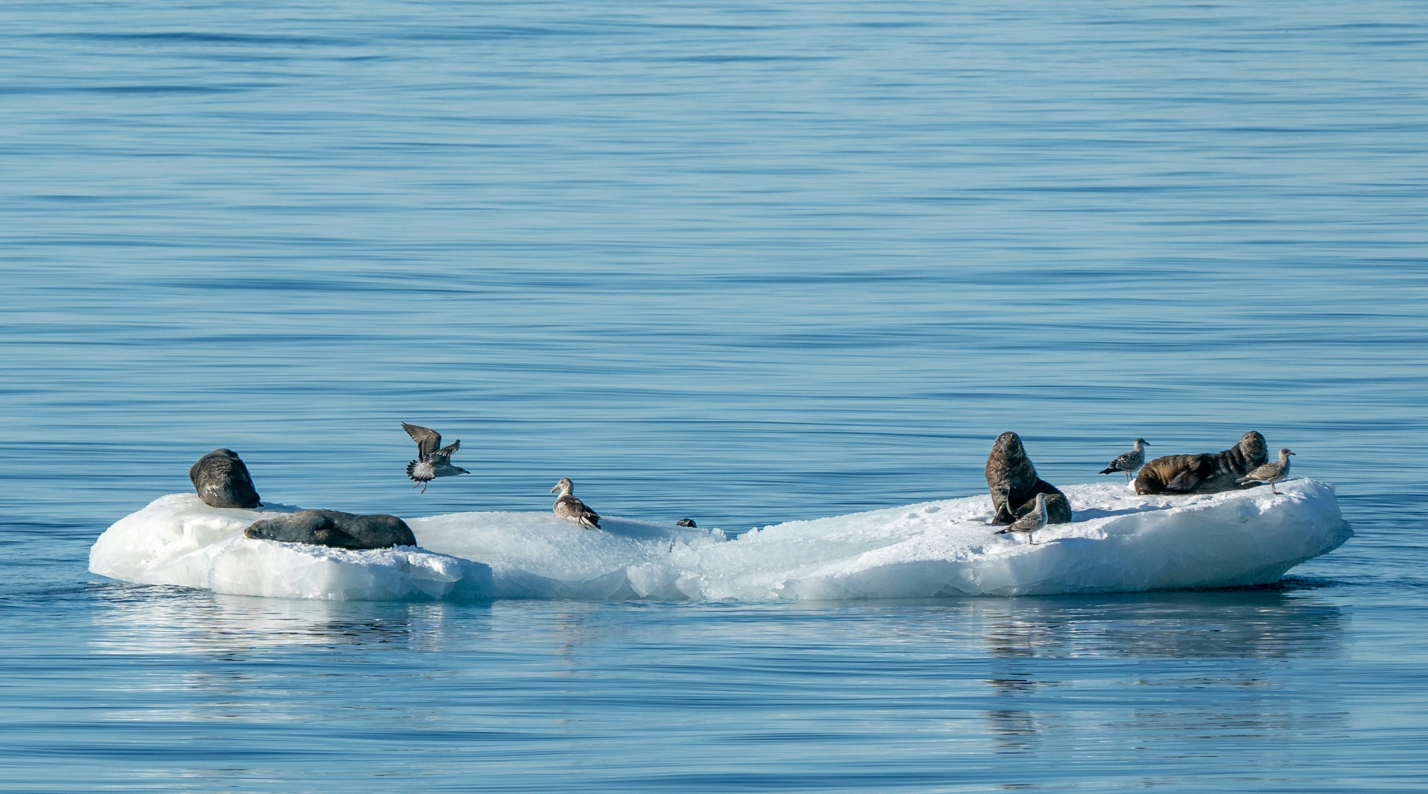 A flock of birds sitting on top of an iceberg photo – Free Antarctica ...