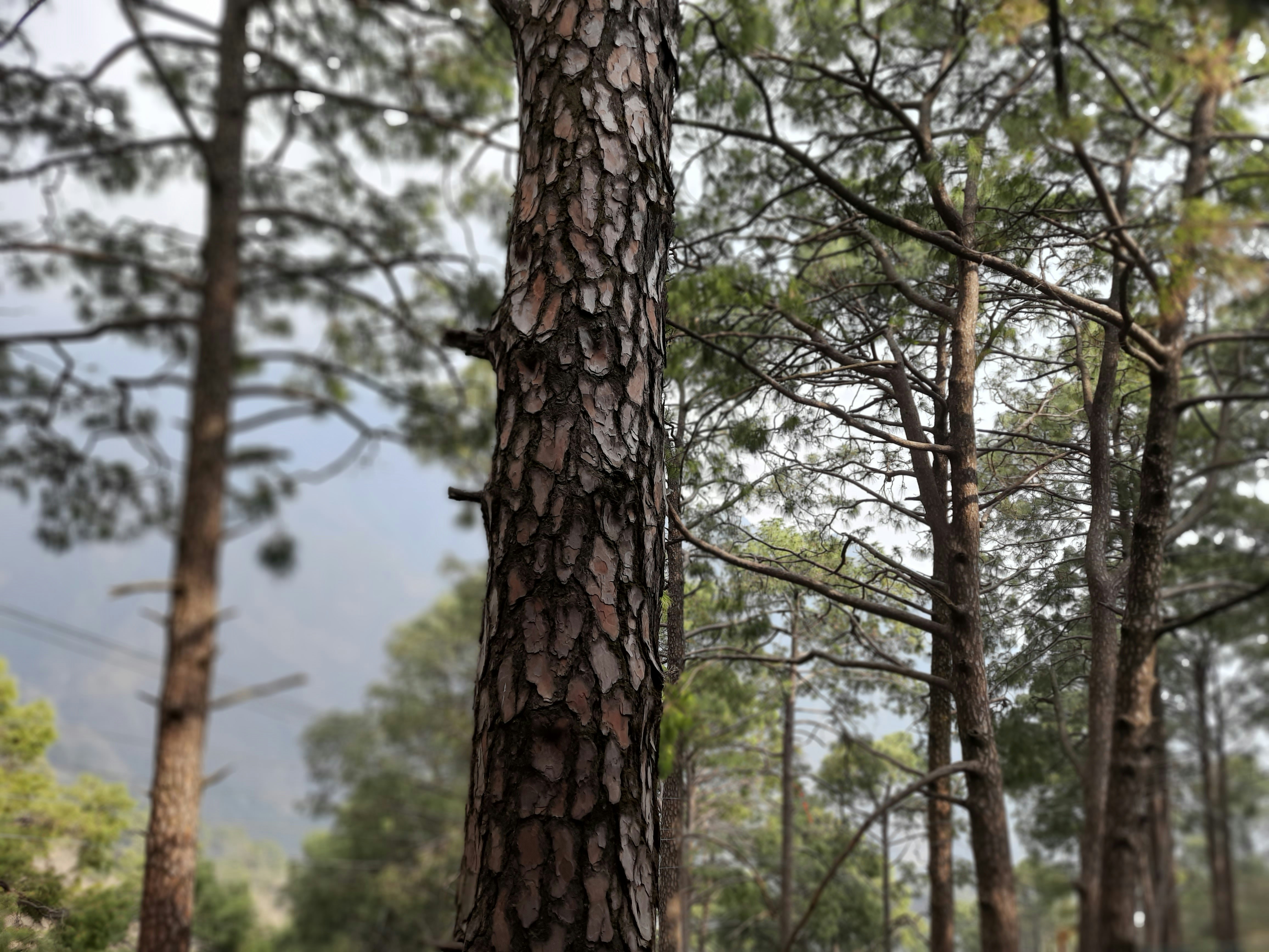 The Bark Choir: A Pine Trunk Standing Tall in Dappled Light