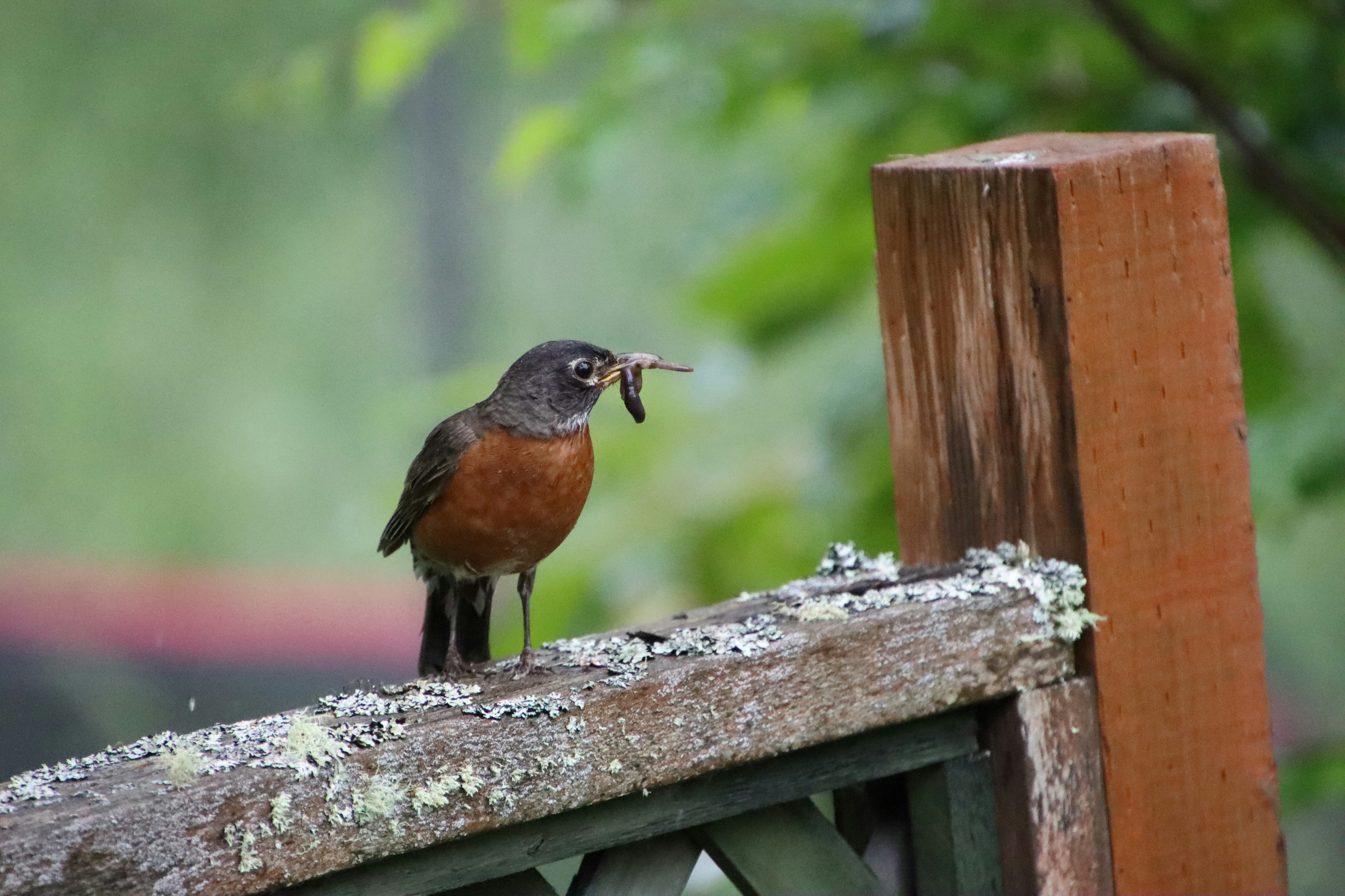A small bird with a piece of food in its mouth photo – Free Alaska ...