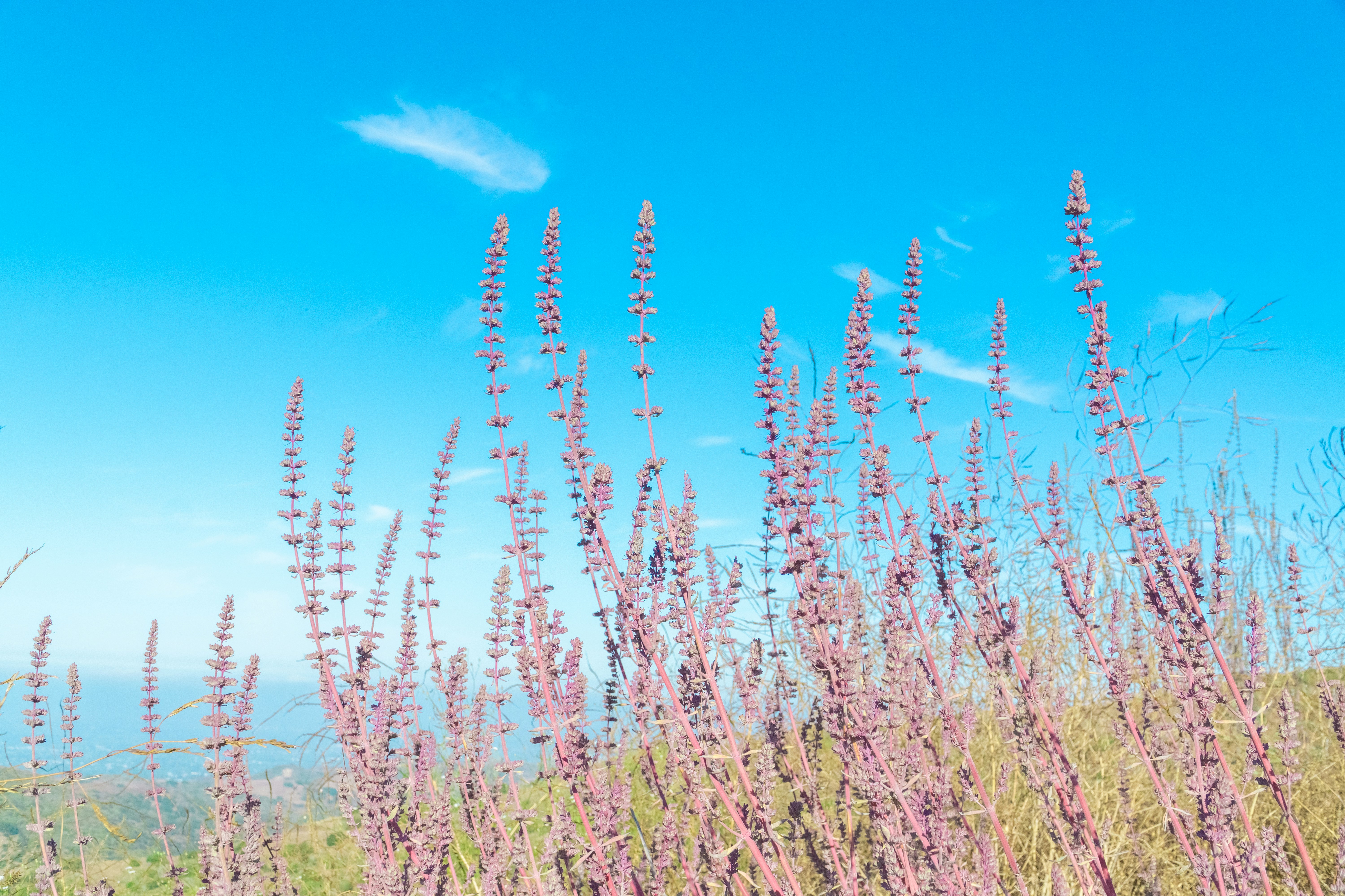 A field of purple flowers with a blue sky in the background photo ...