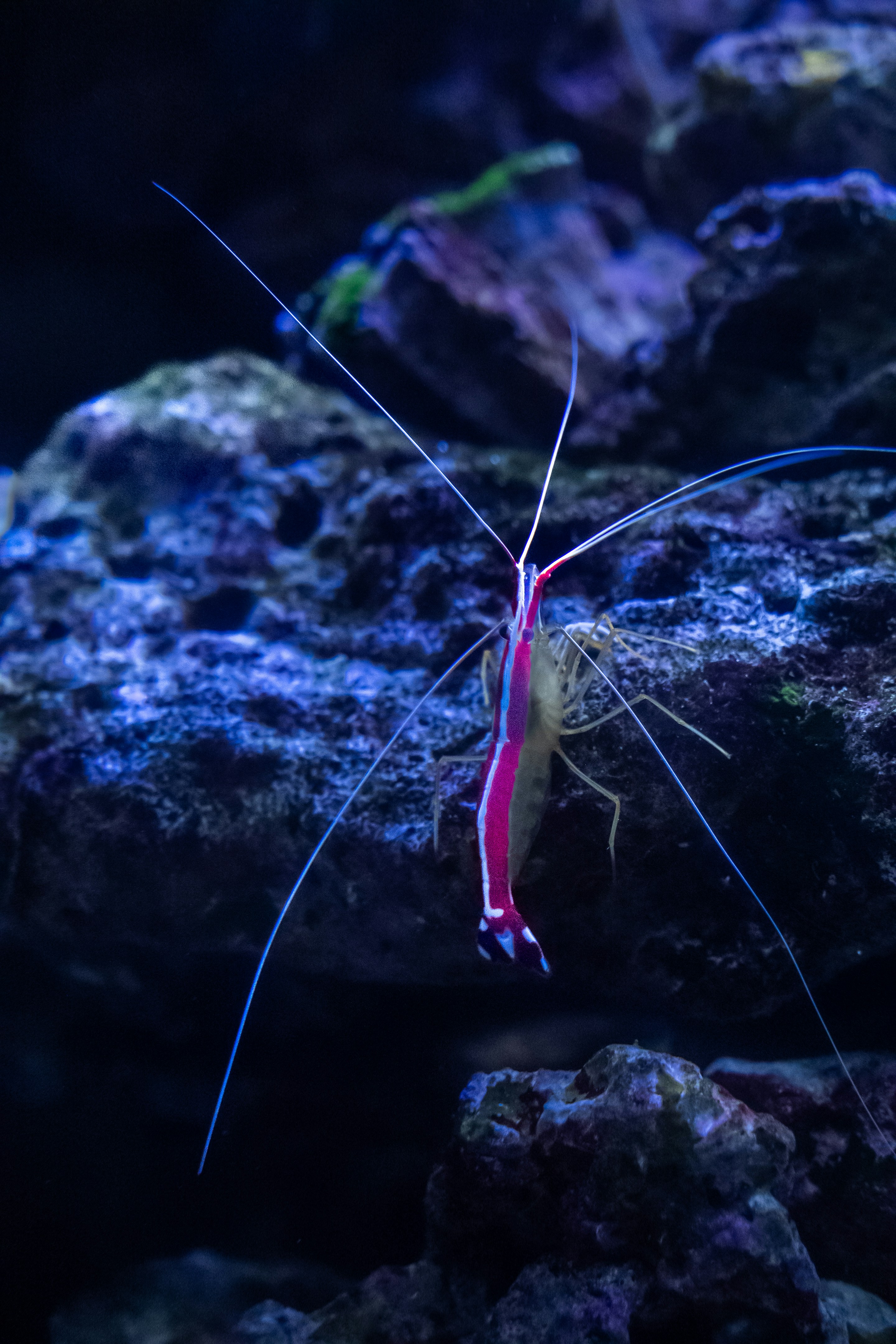 Un camarón rojo y azul sentado en la cima de una roca foto – Imagen de ...