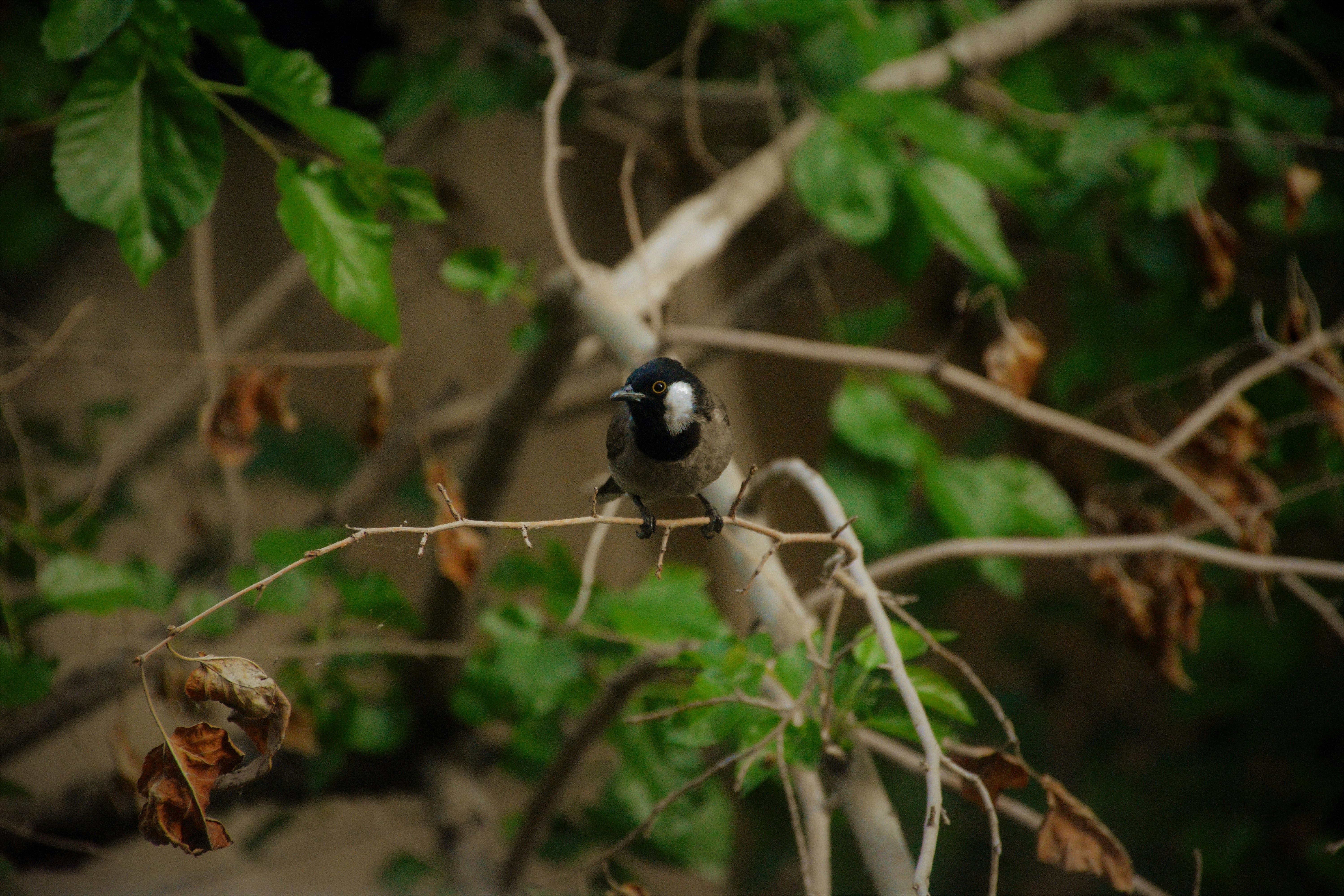Black-Capped Perch: A Tiny Songbird Anchored on a Thorny Twig