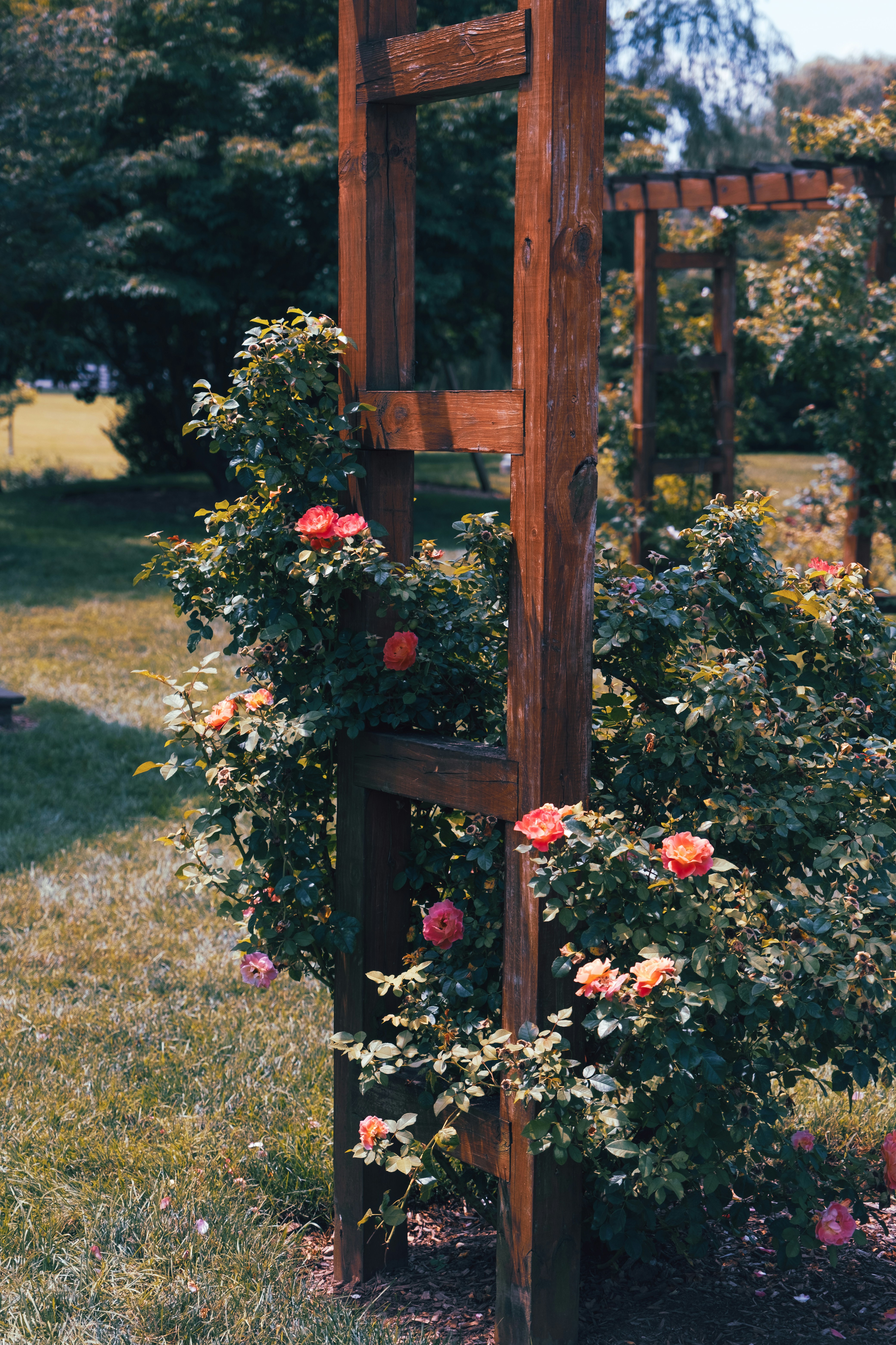 Sunlit Roses Weave Through a Cedar Trellis