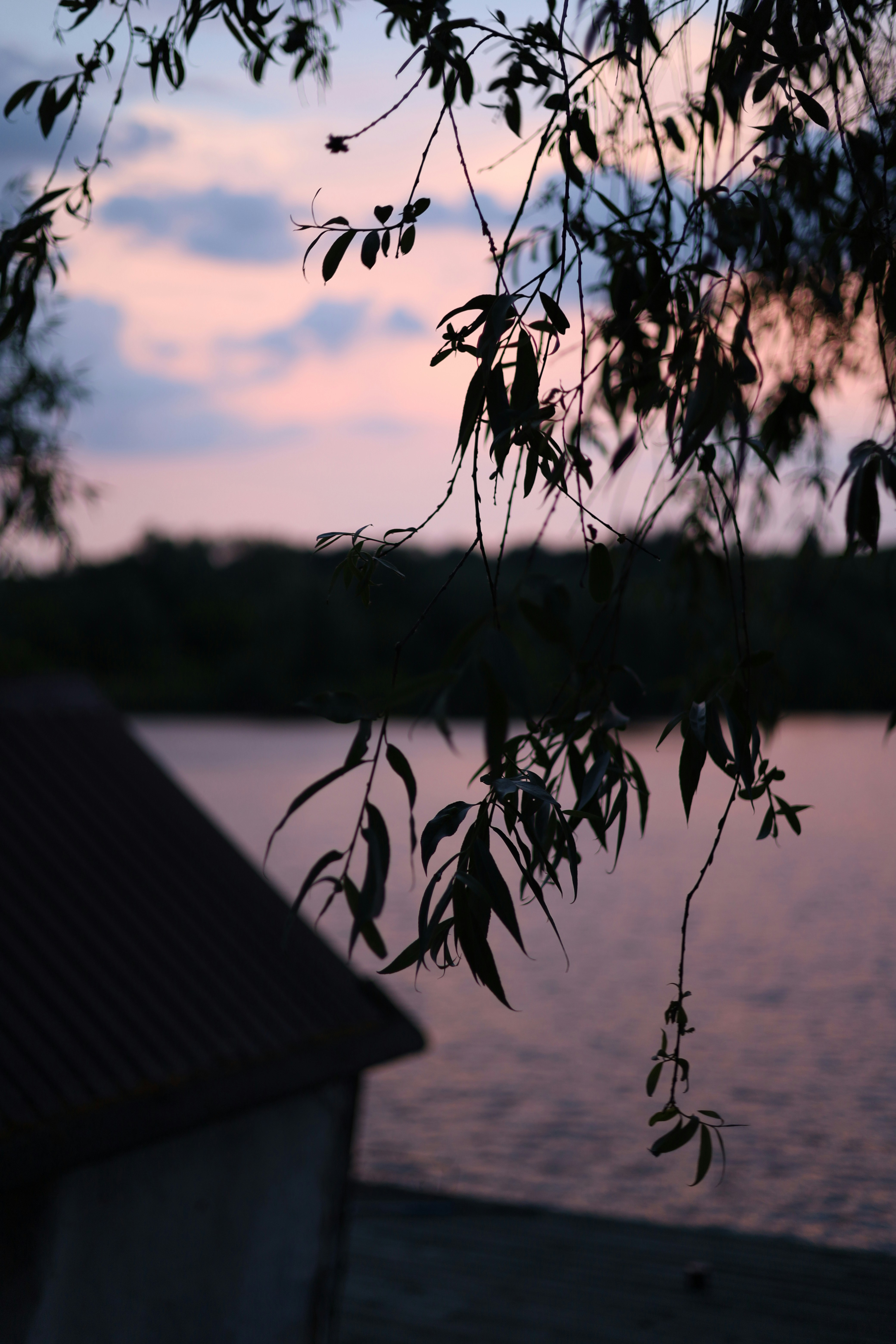 Evening Veil: Silhouetted Leaves Framing a Calm Lakeside Sunset