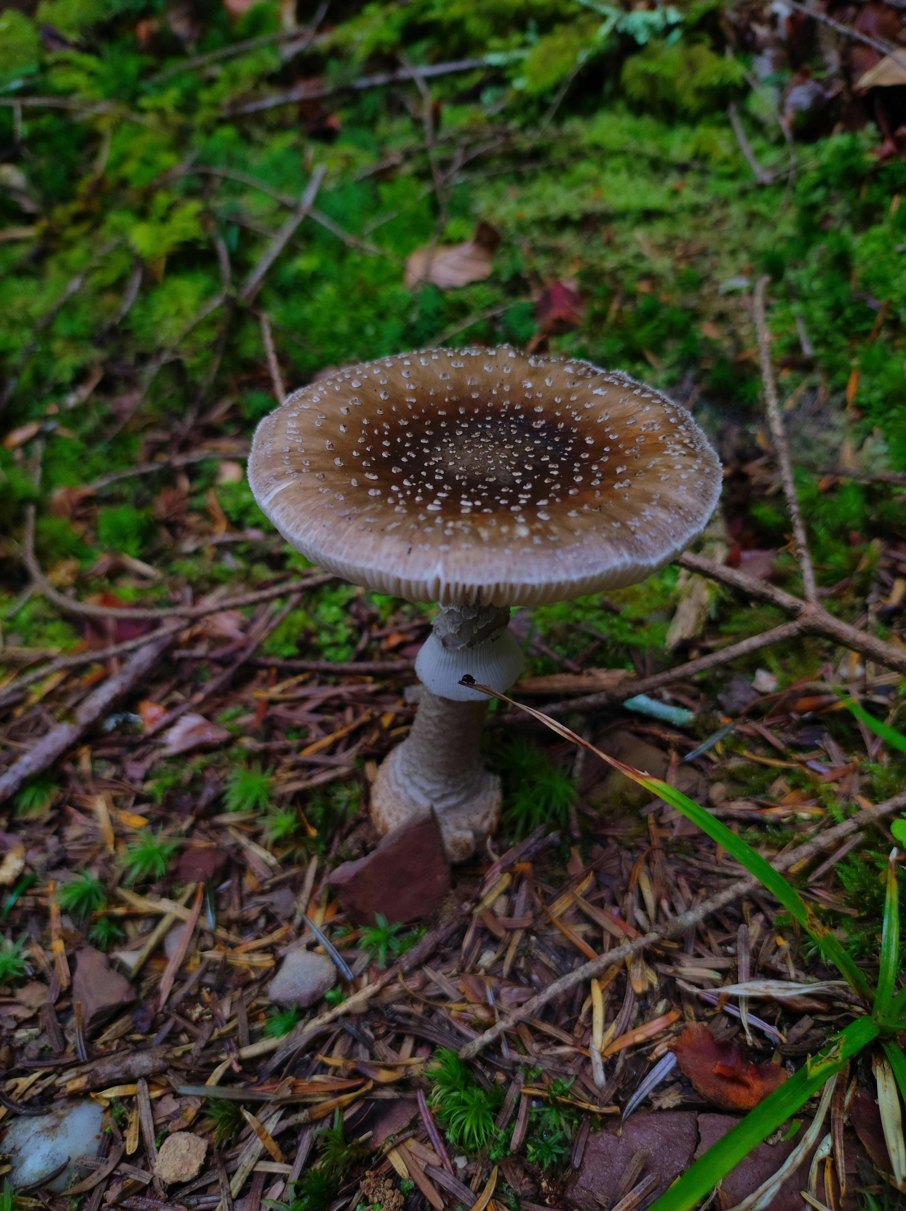 Un champignon posé sur le sol dans les bois photo – Image gratuite de ...