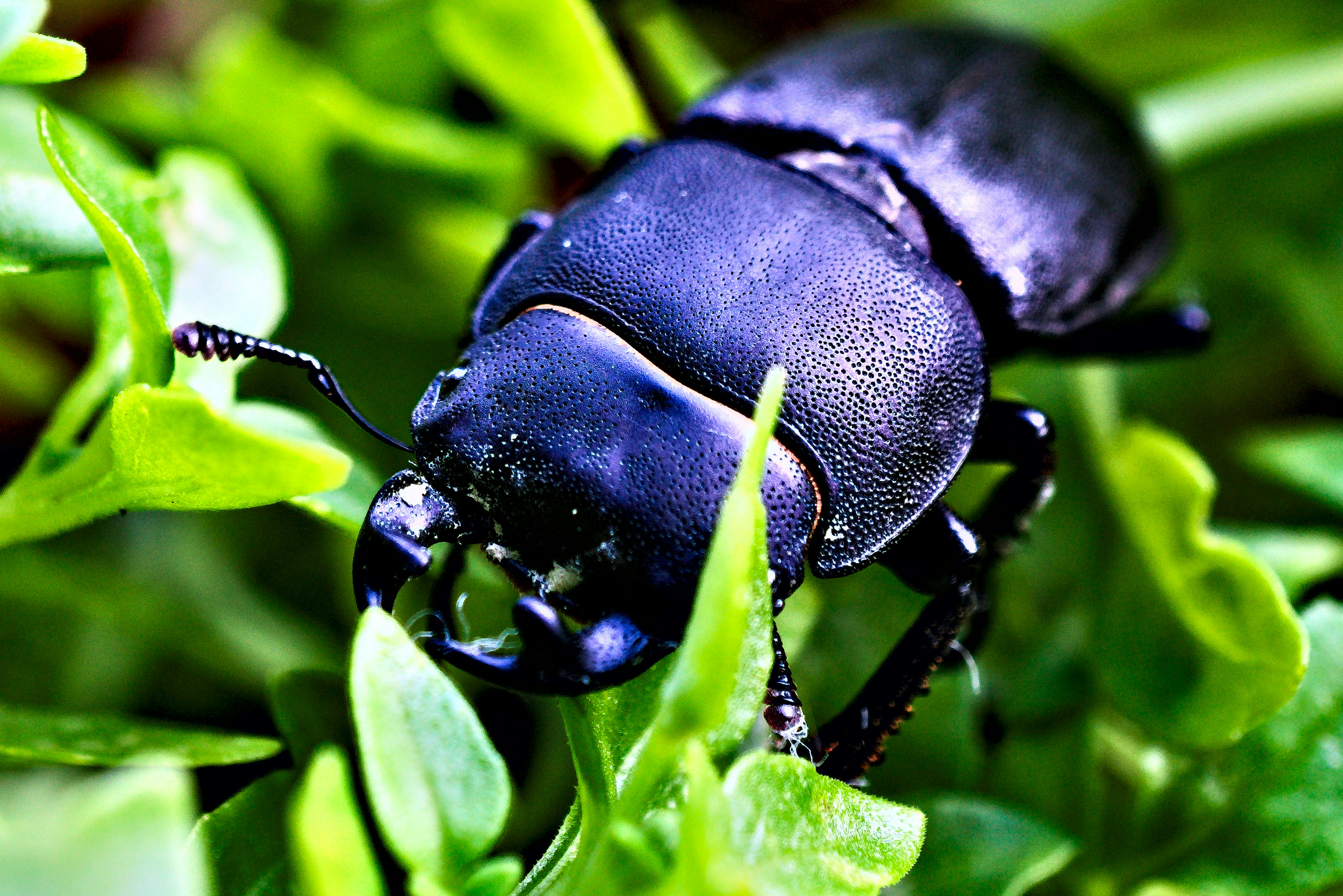 Cobalt Armor Beetle Crowned by Emerald Leaves