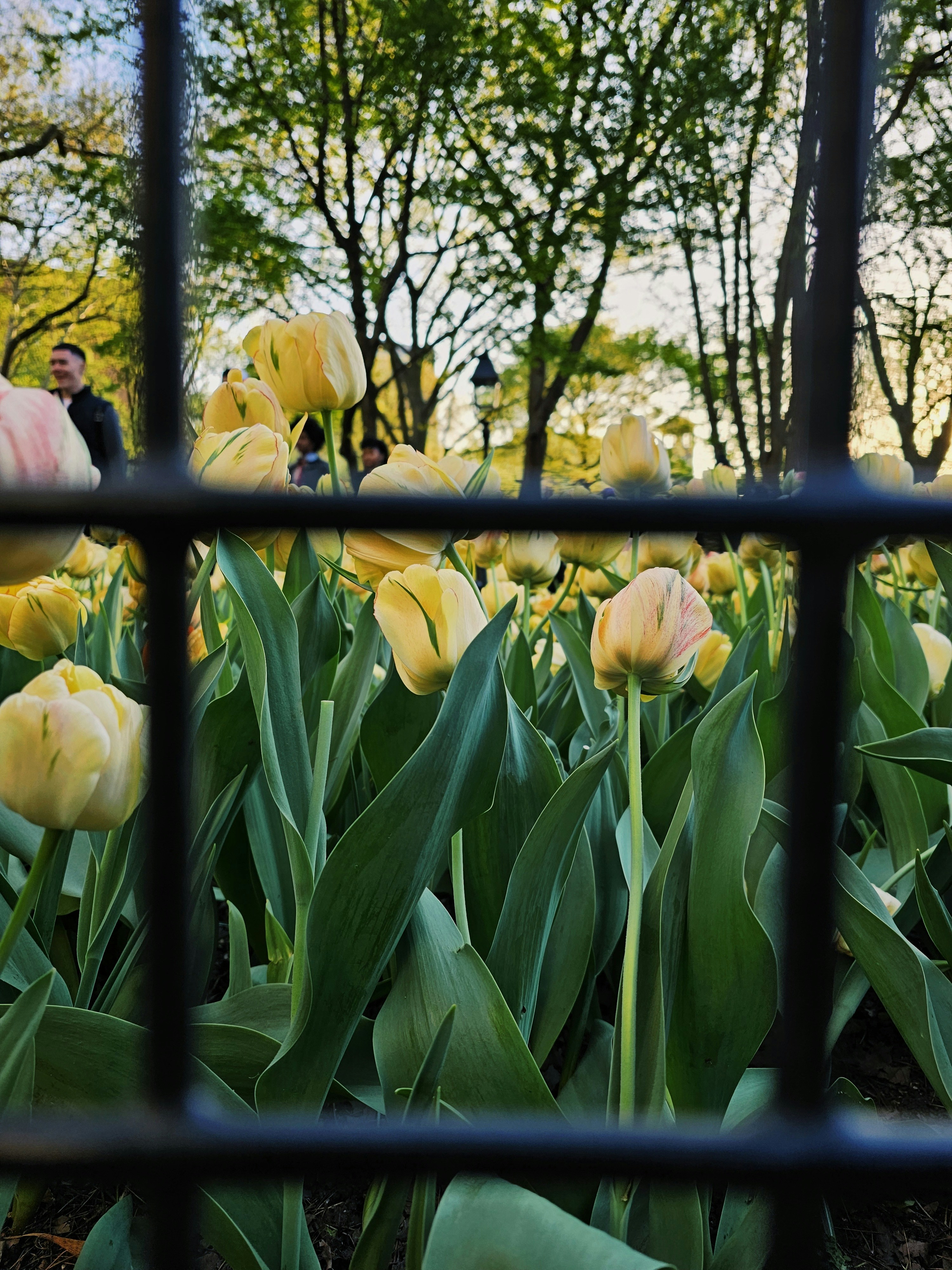 Yellow Tulips Behind a Fence: A Garden Bloom Framed by Bars