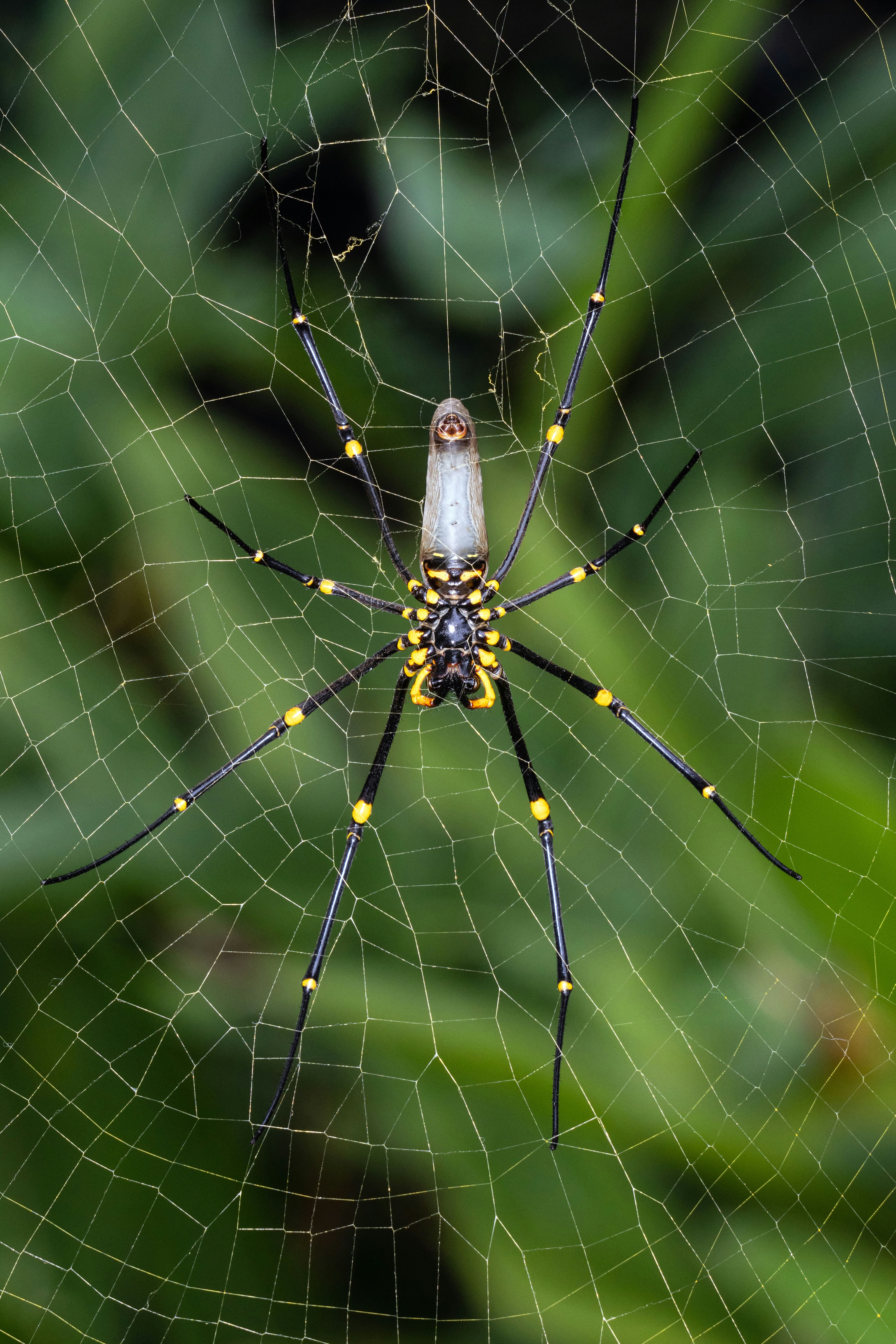 Gros plan d’une araignée sur une toile photo – Photo Australie Gratuite ...