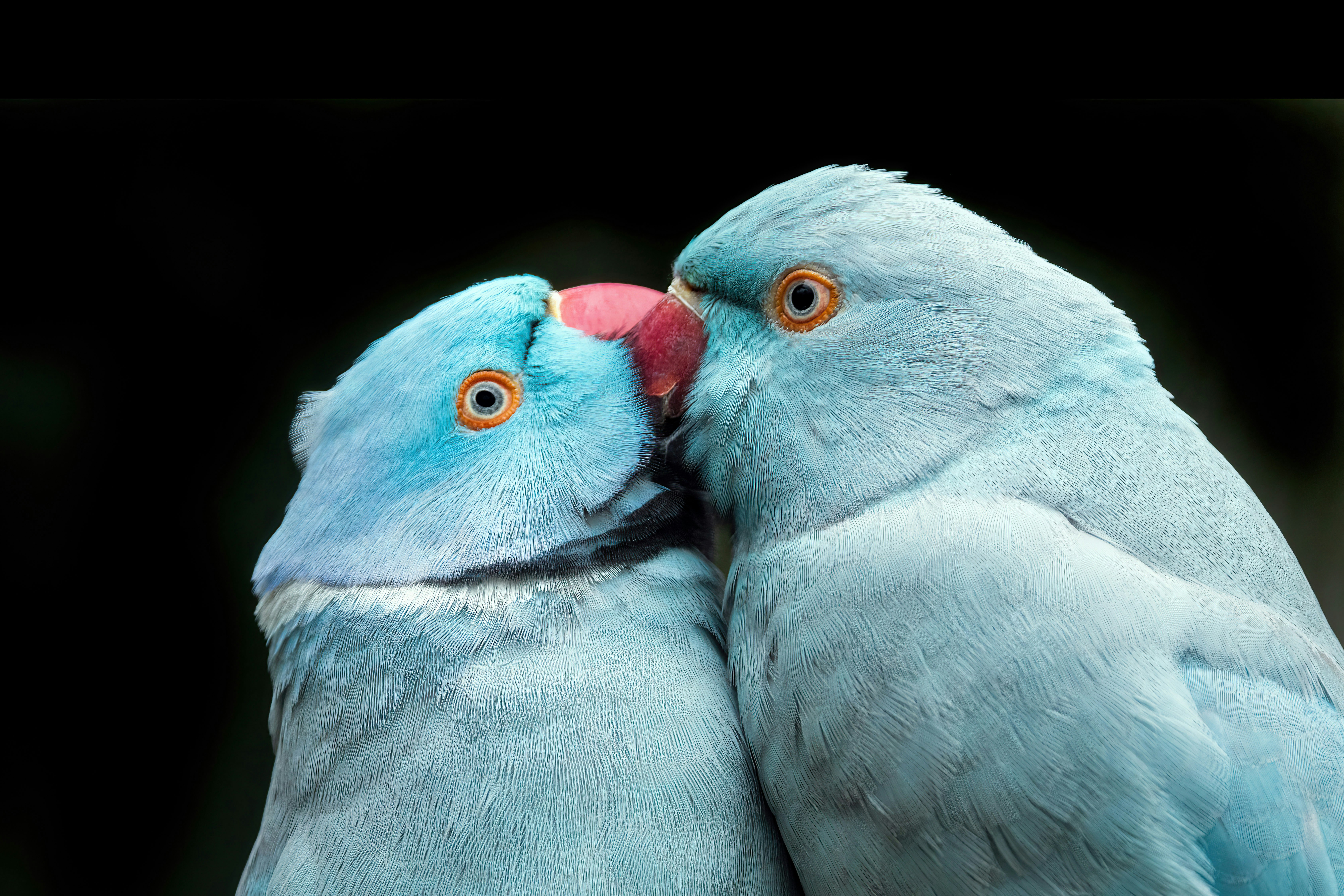 Close-up photograph of two blue lovebirds touching beaks, their turquoise plumage and amber eyes in sharp focus.