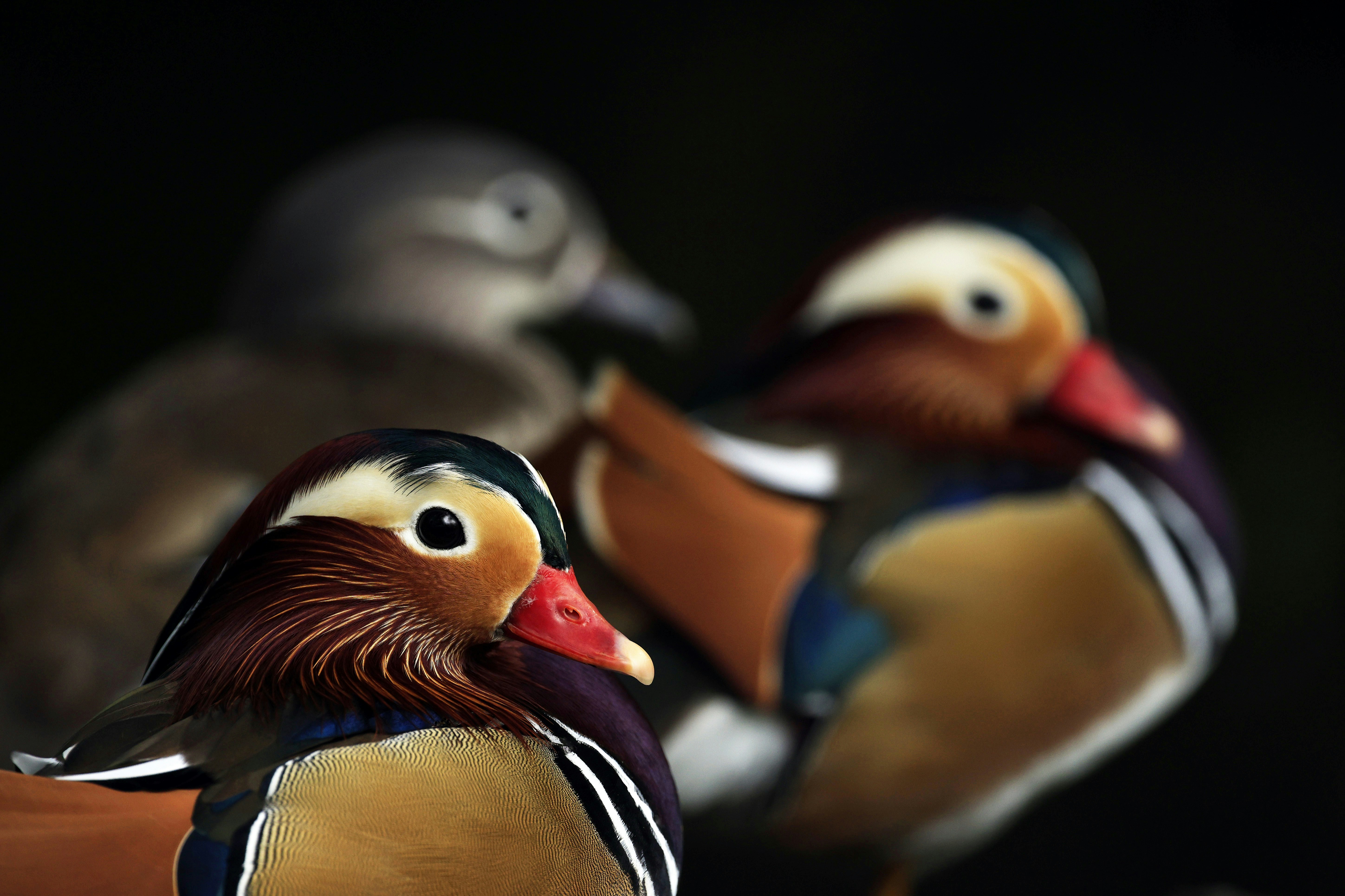 Crimson Masks and Velvet Shadows: Mandarin Duck Duo in Focus