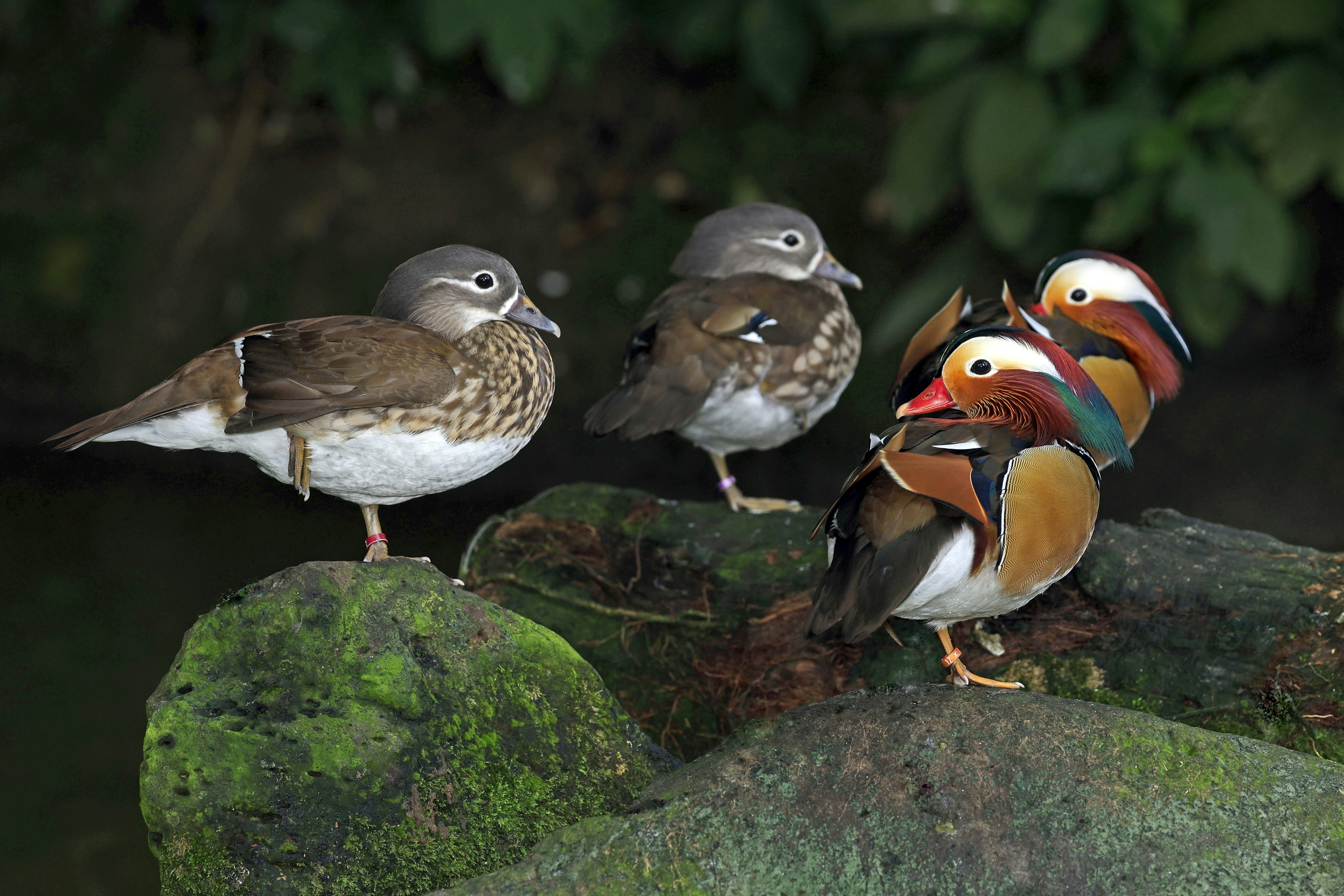 Un groupe d’oiseaux debout au sommet d’un rocher photo – Image gratuite ...