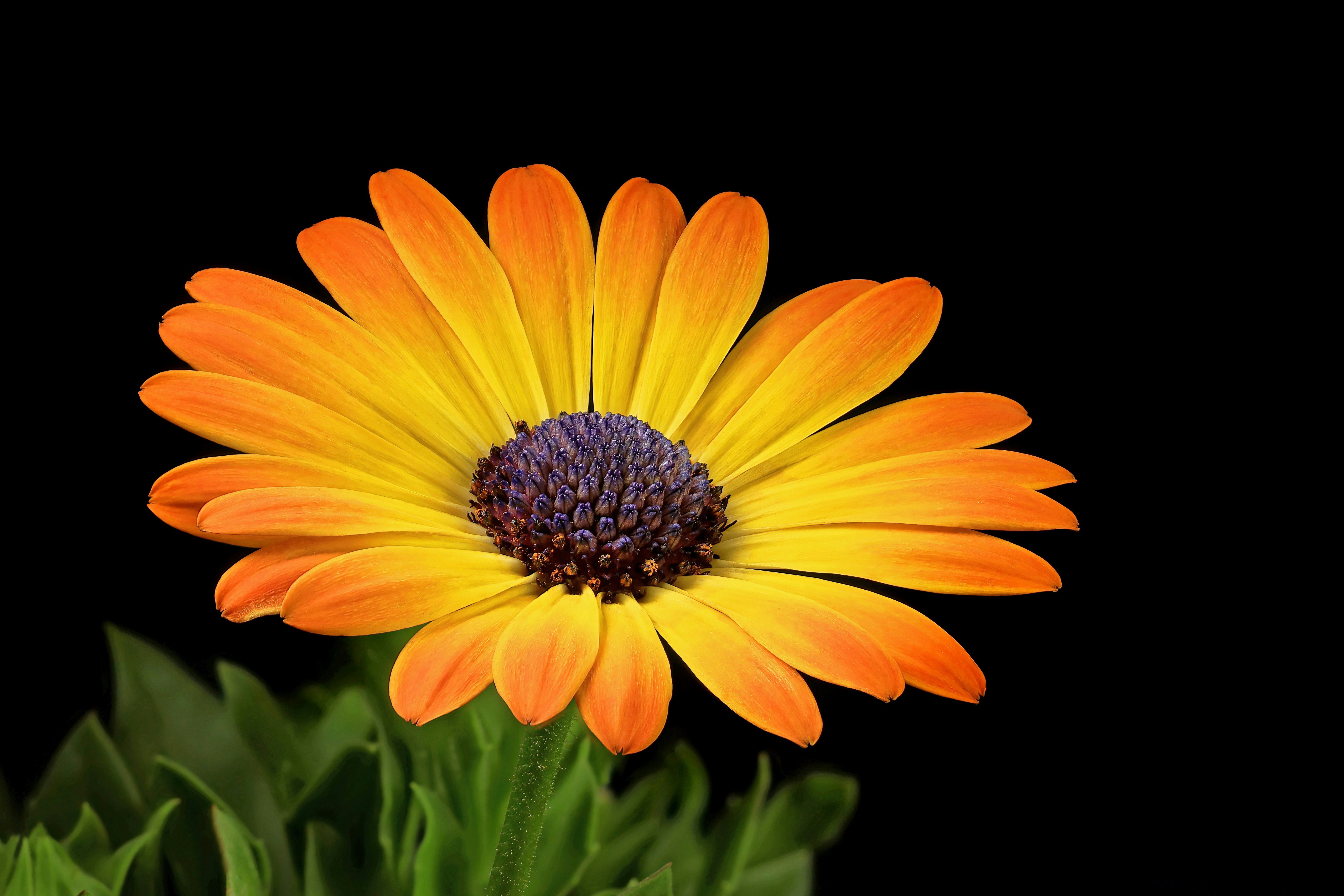 Close up of a daisy flower. Osteospermum cv. "Sunshine Beauty". A focus stacked macro photo.