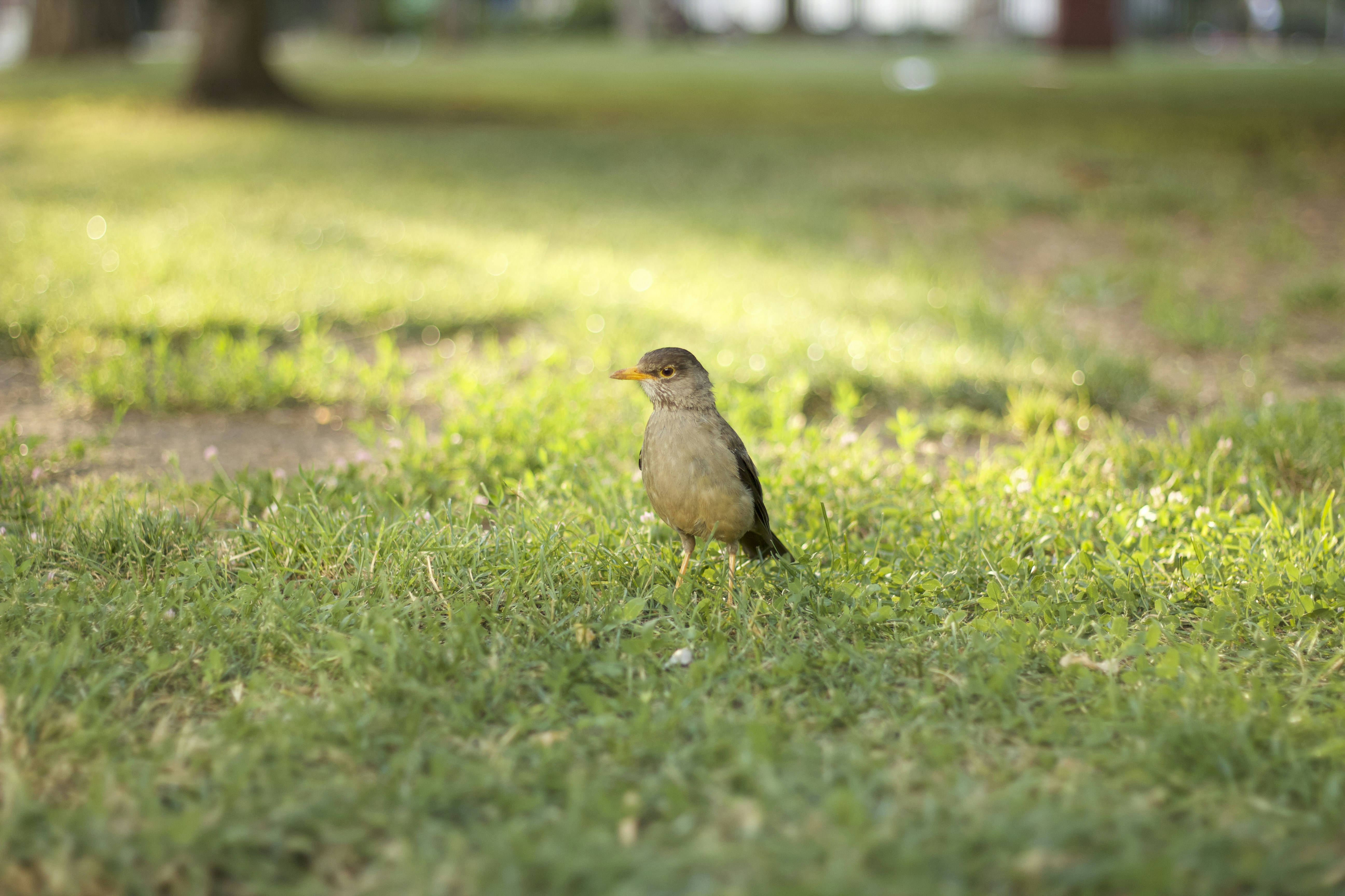 Sunlit Solitary Songbird in a Park's Quiet Meadow