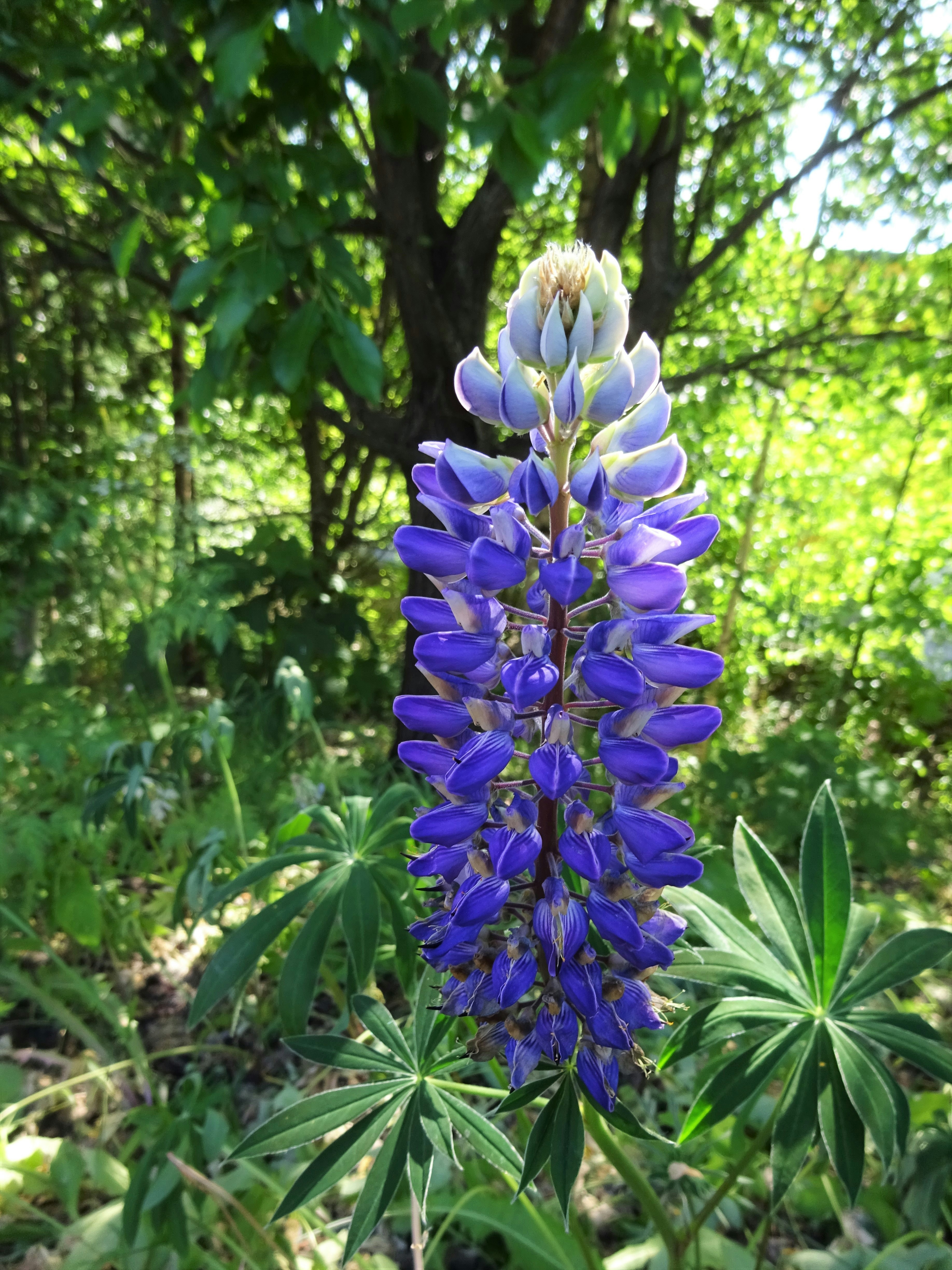 Azure Spiral: A Lupine in Sunlit Understory