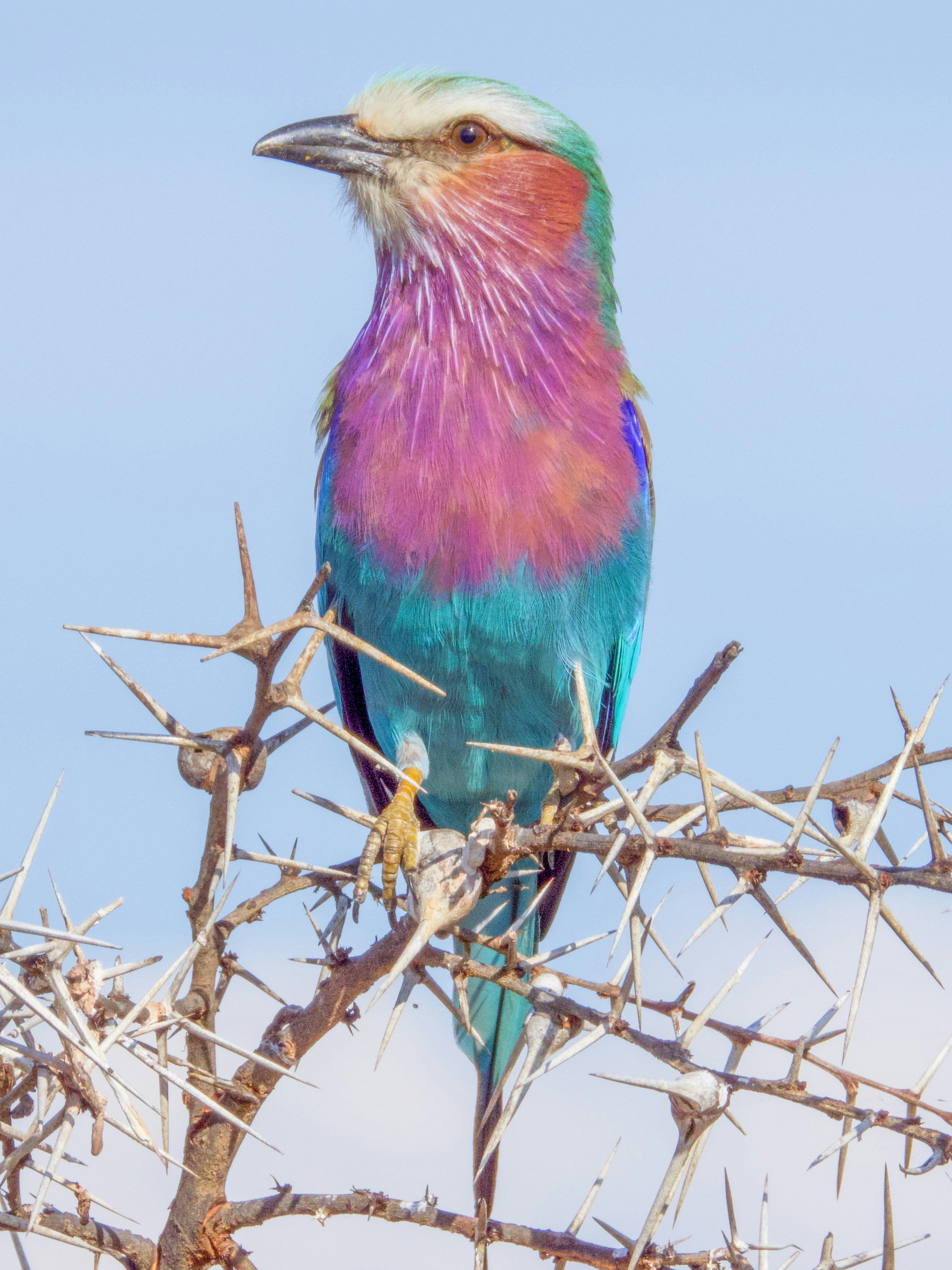 Sample photo from Nikon Coolpix P1000