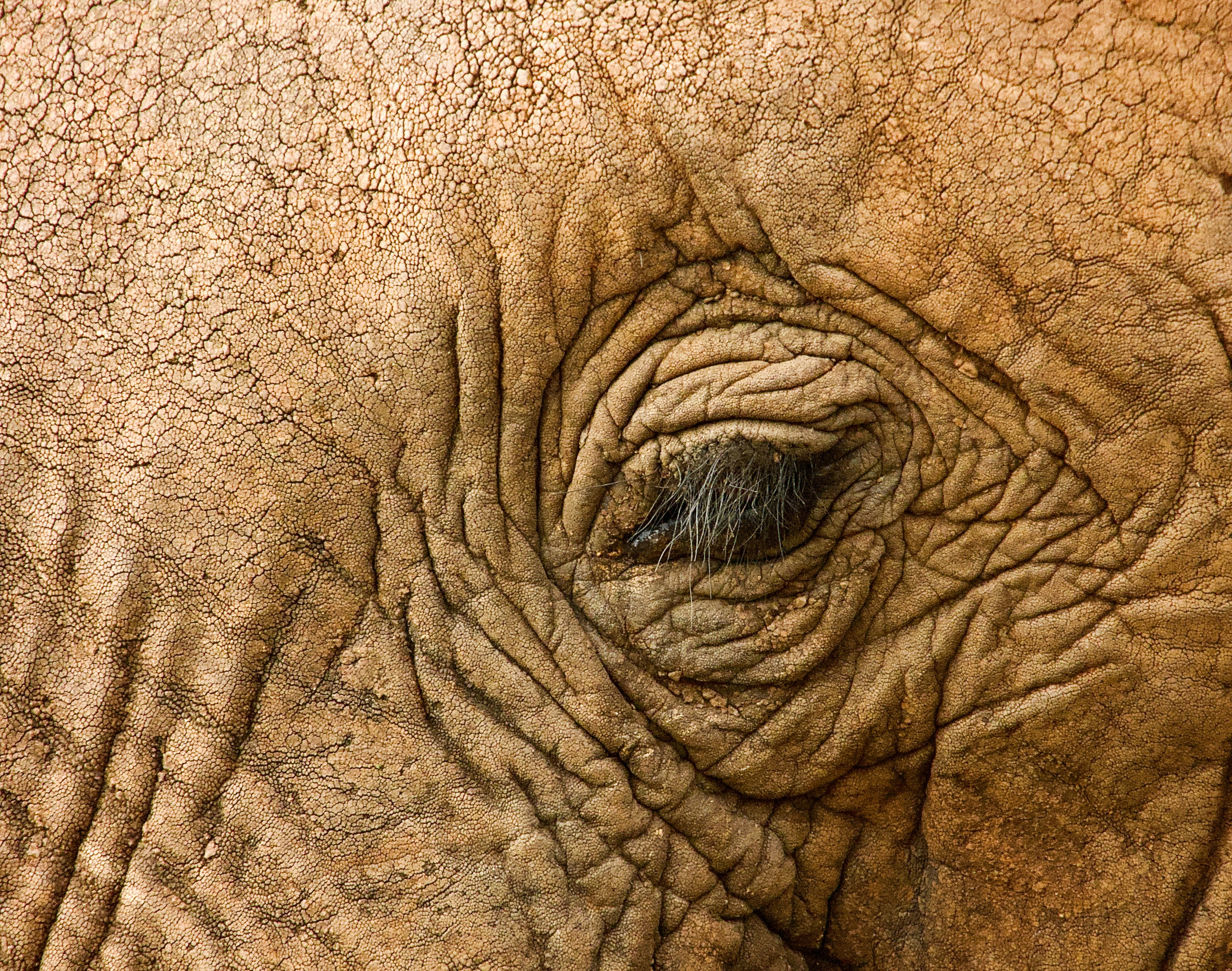 A close up of an elephant's eye with wrinkles photo – Free Serengeti ...