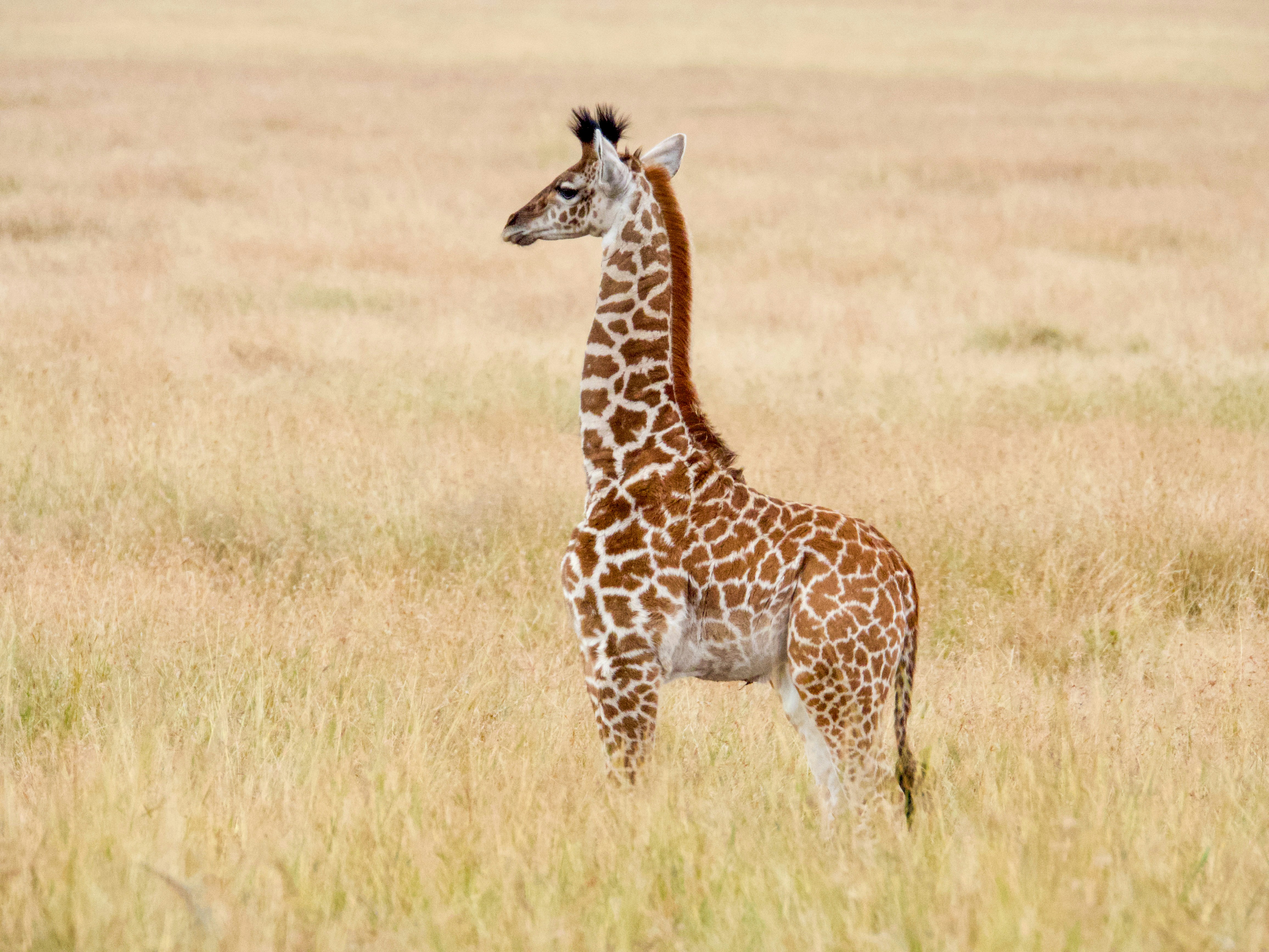 Neck of the Savannah: a Giraffe Stands Amid Golden Grasses