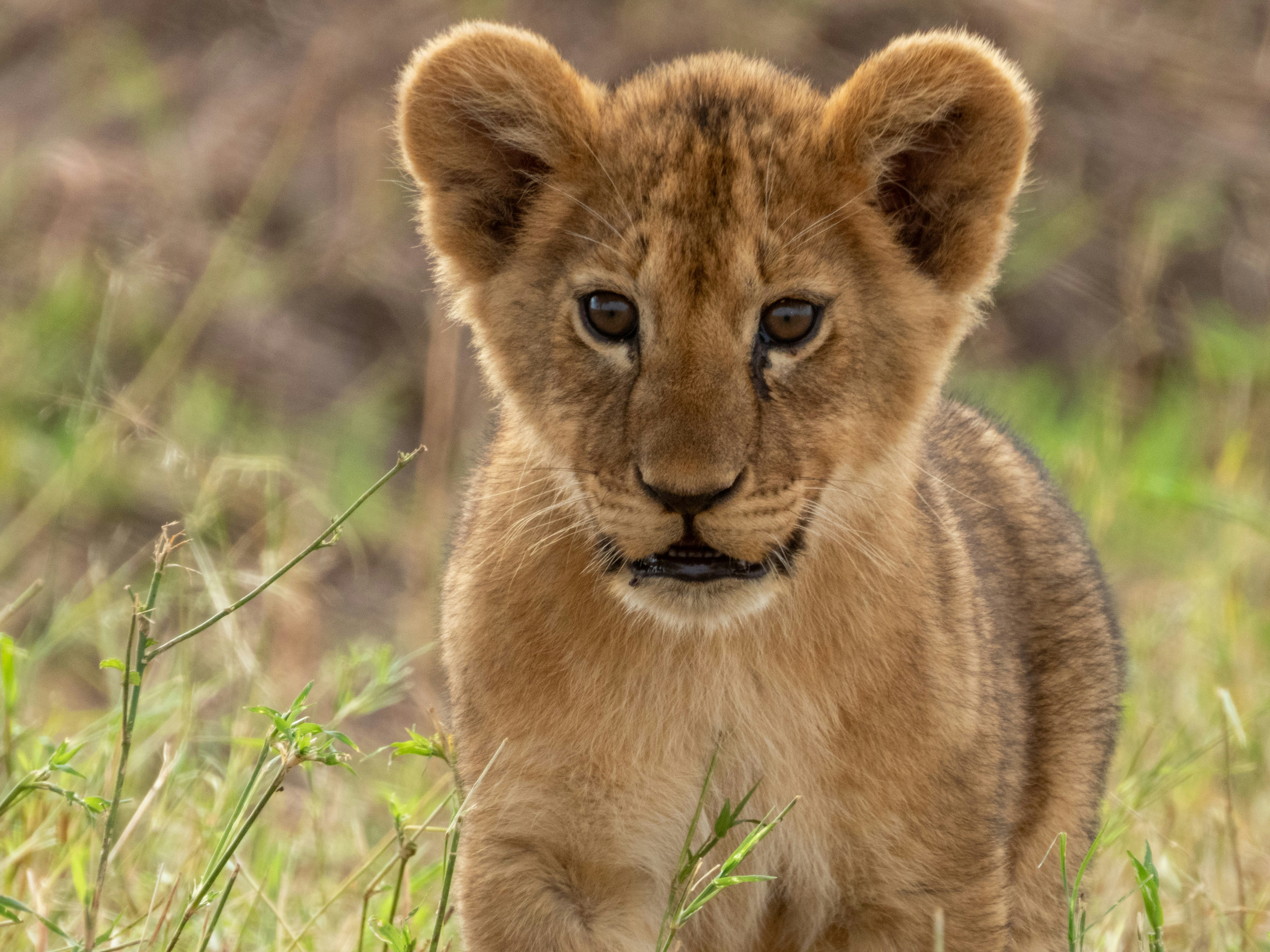 A young lion cub standing in a grassy field photo – Free Serengeti ...