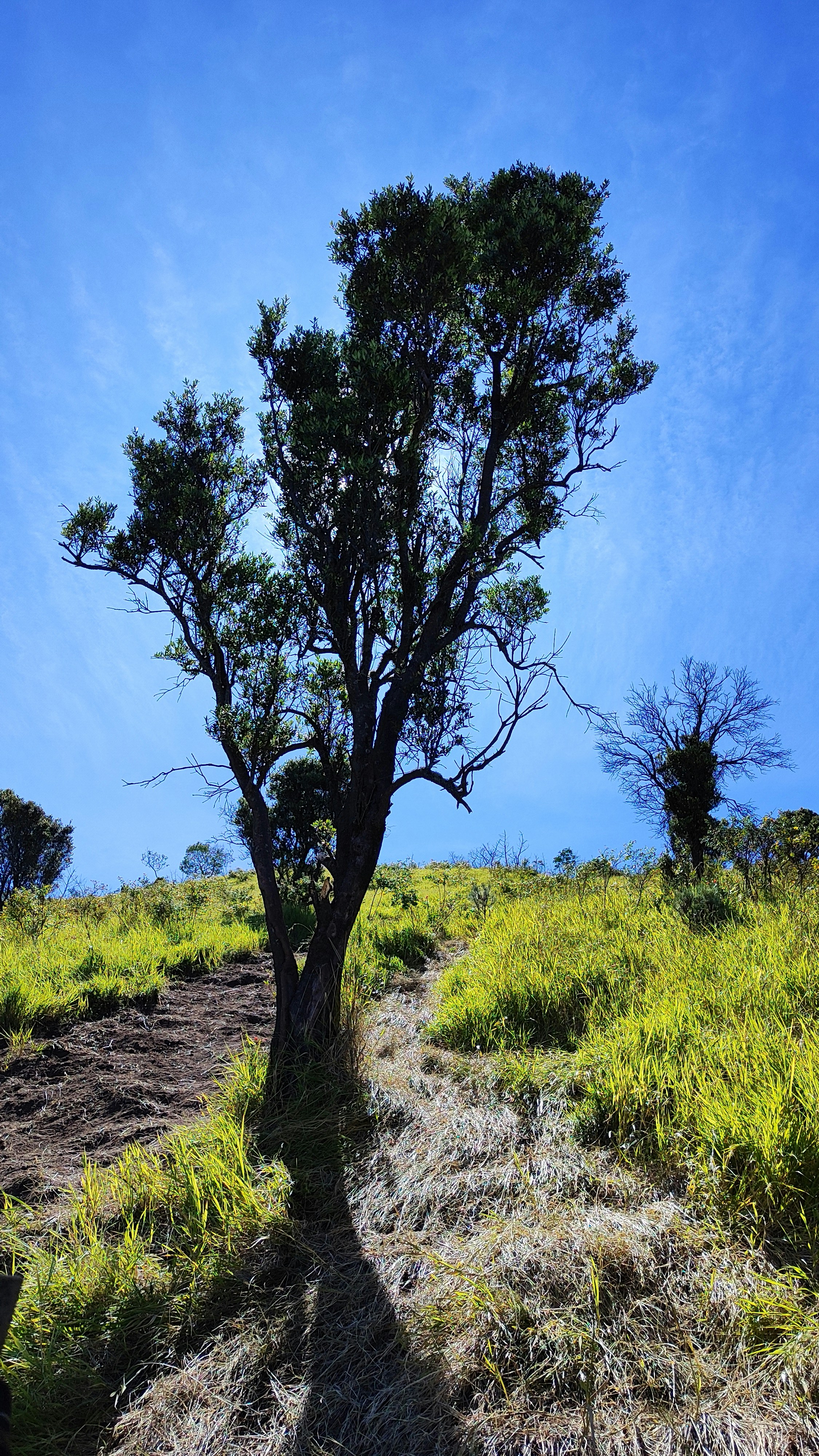 Landscape photograph of a solitary, gnarled tree on a sunlit hillside beneath a vivid blue sky. Foreground grasses and a dirt path curve toward the trunk.