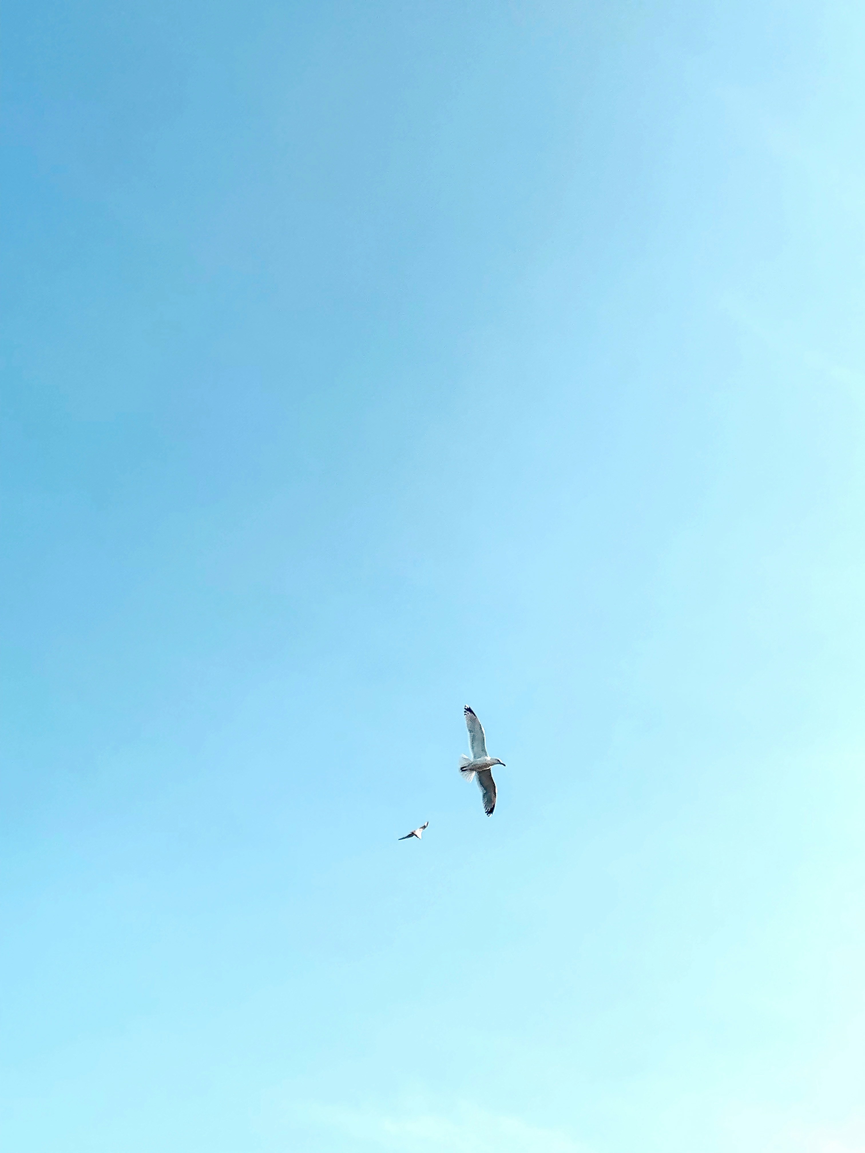 A bird flying high up in the sky photo – Free Flying Image on Unsplash