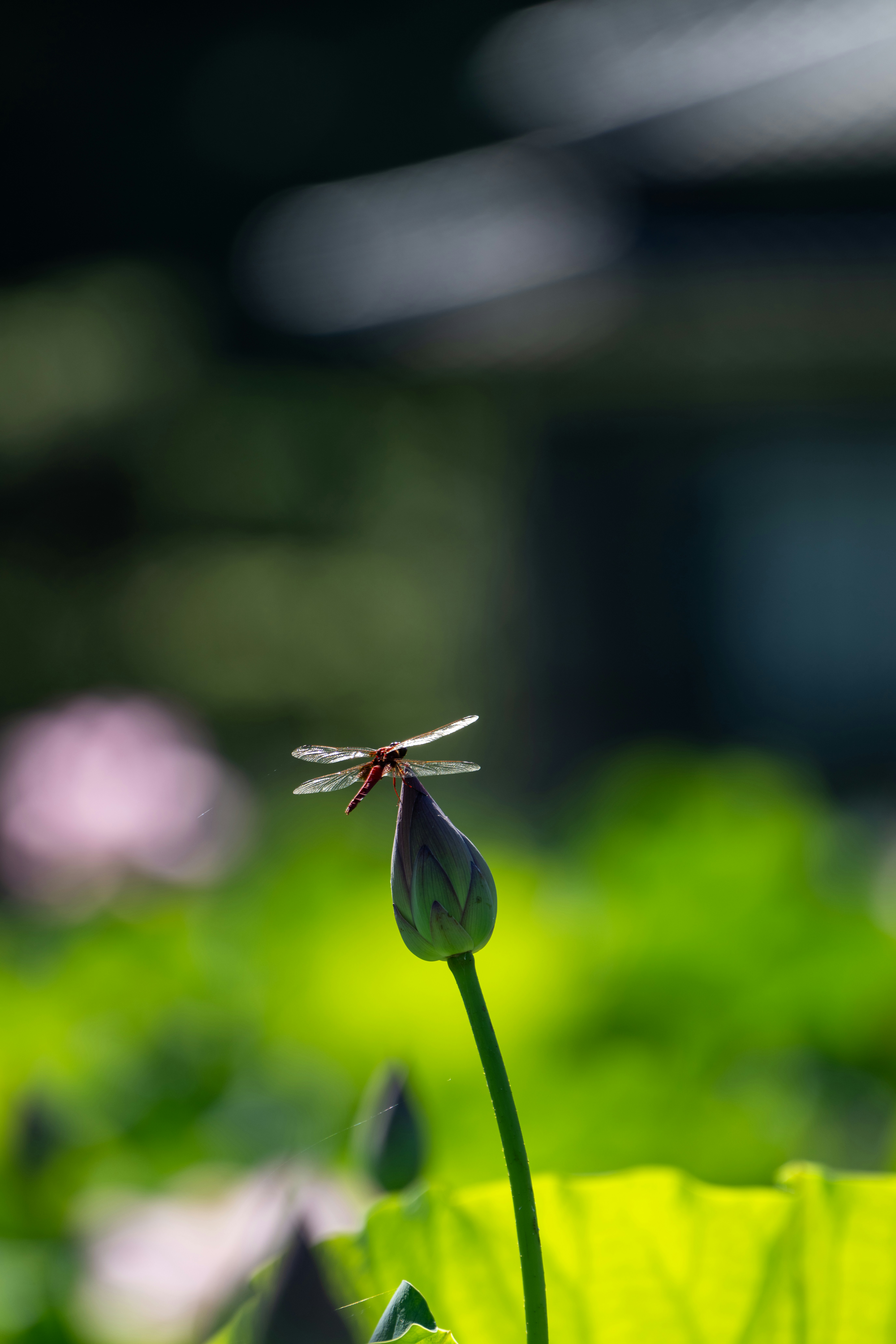 Photo by Kouji Tsuru with Nikon Z9