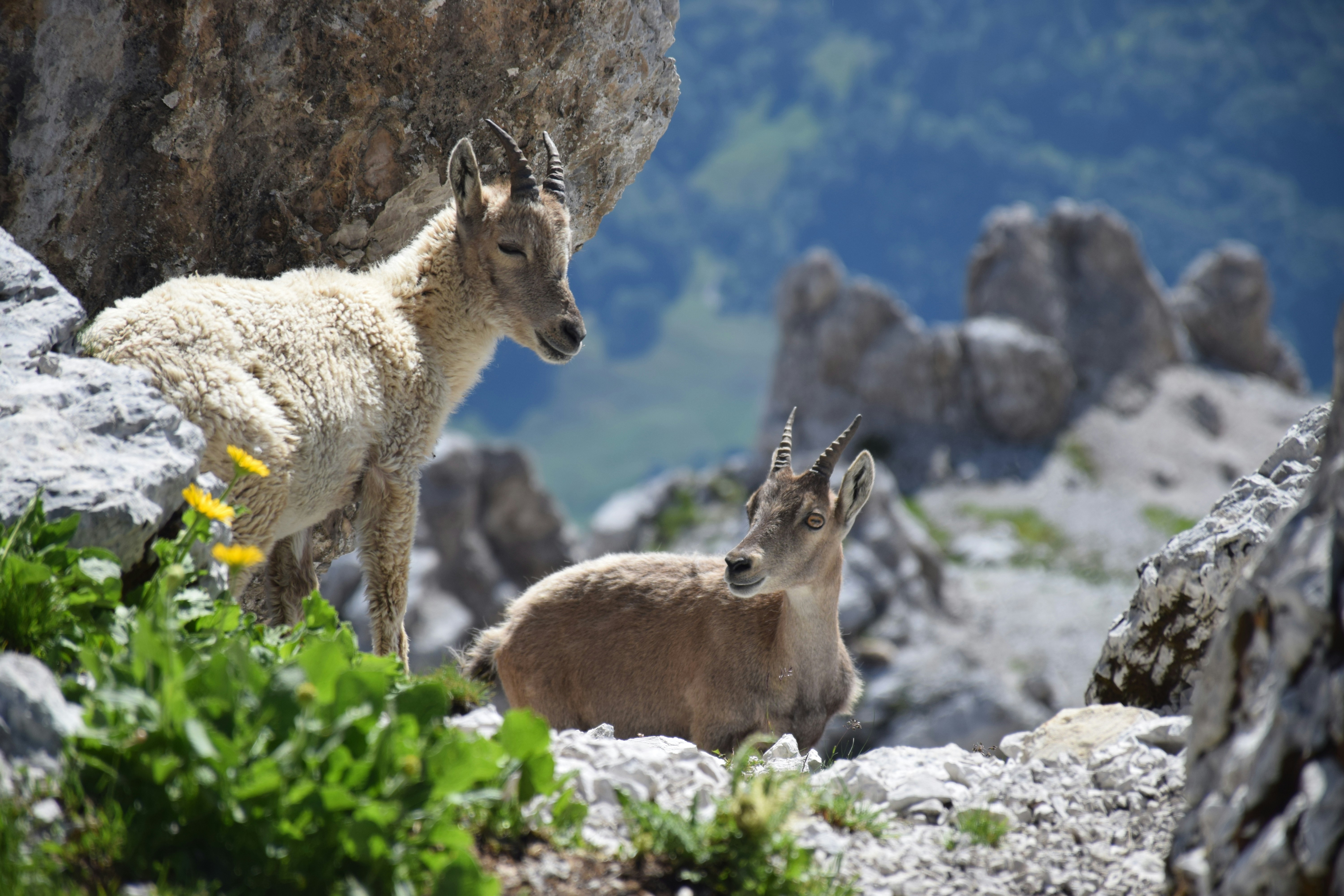 Two Alpine Ibex Amid rocky peaks: Calm in the High Altitude Shade