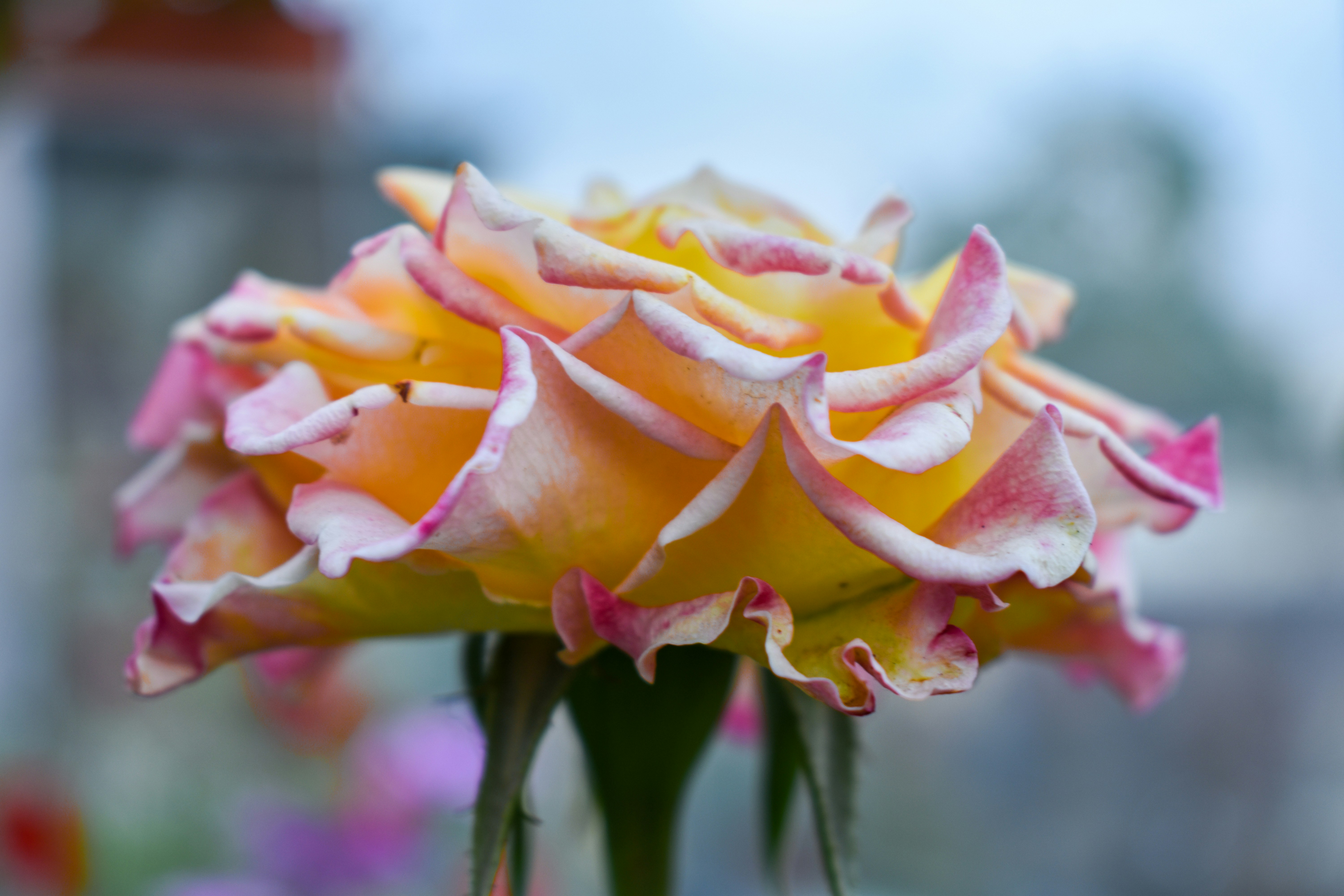 Frilled Sunset Rose: A Macro Portrait of Two-Tone Petals