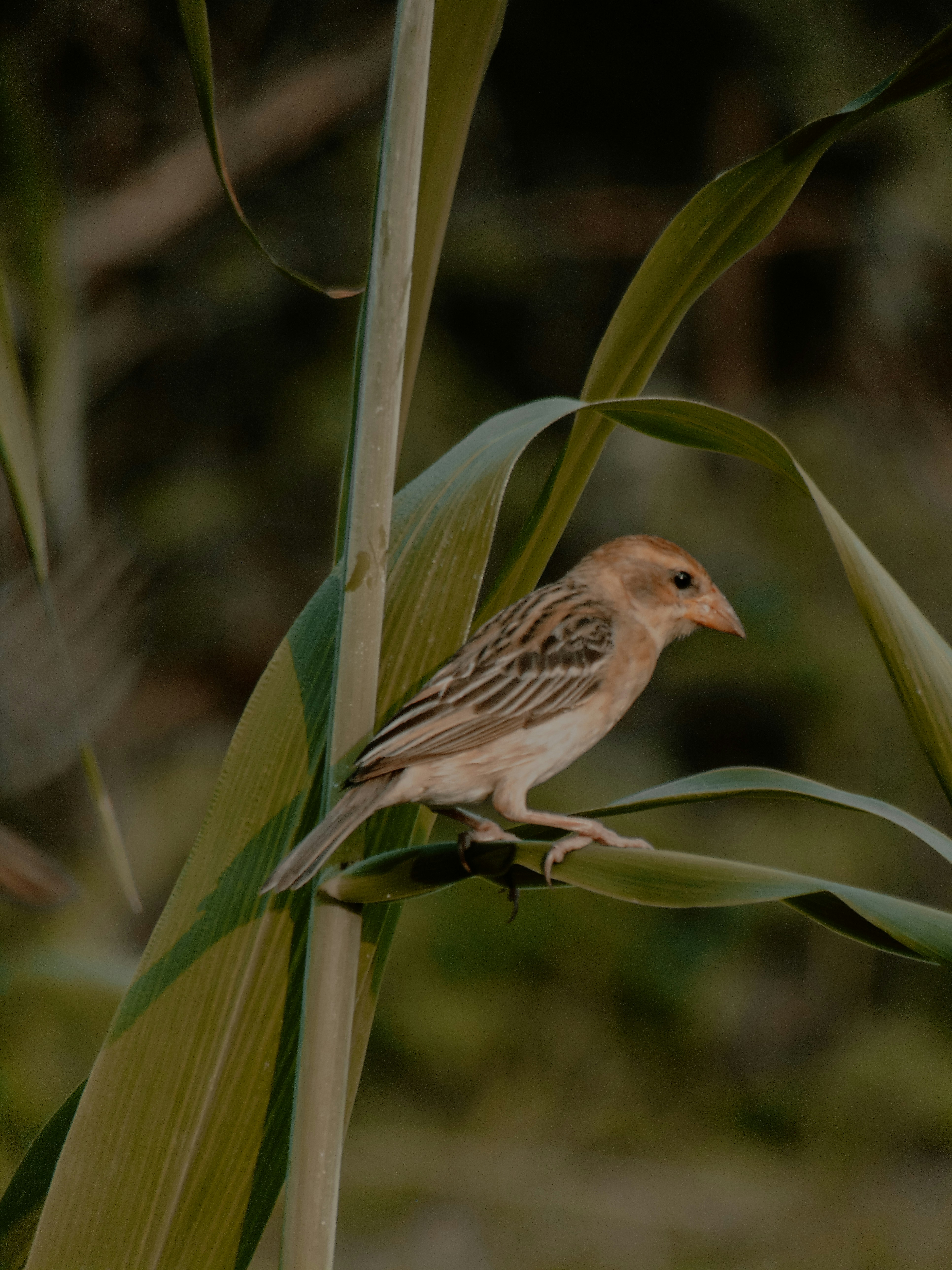 Small brown finch perched on a tall reed with a soft, green background.