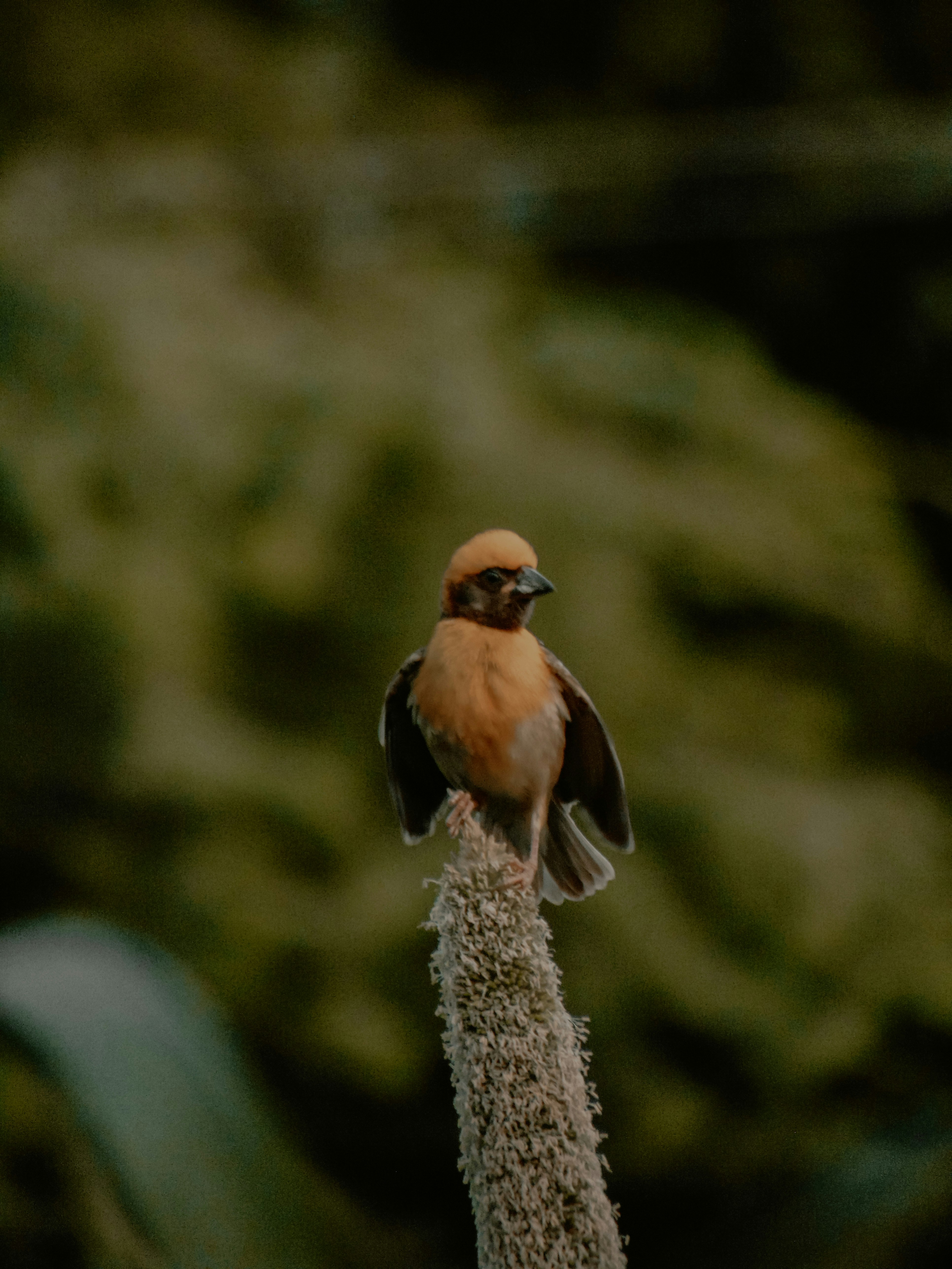 A vibrant bird perched gracefully atop a slender stalk, surrounded by a softly blurred natural backdrop.