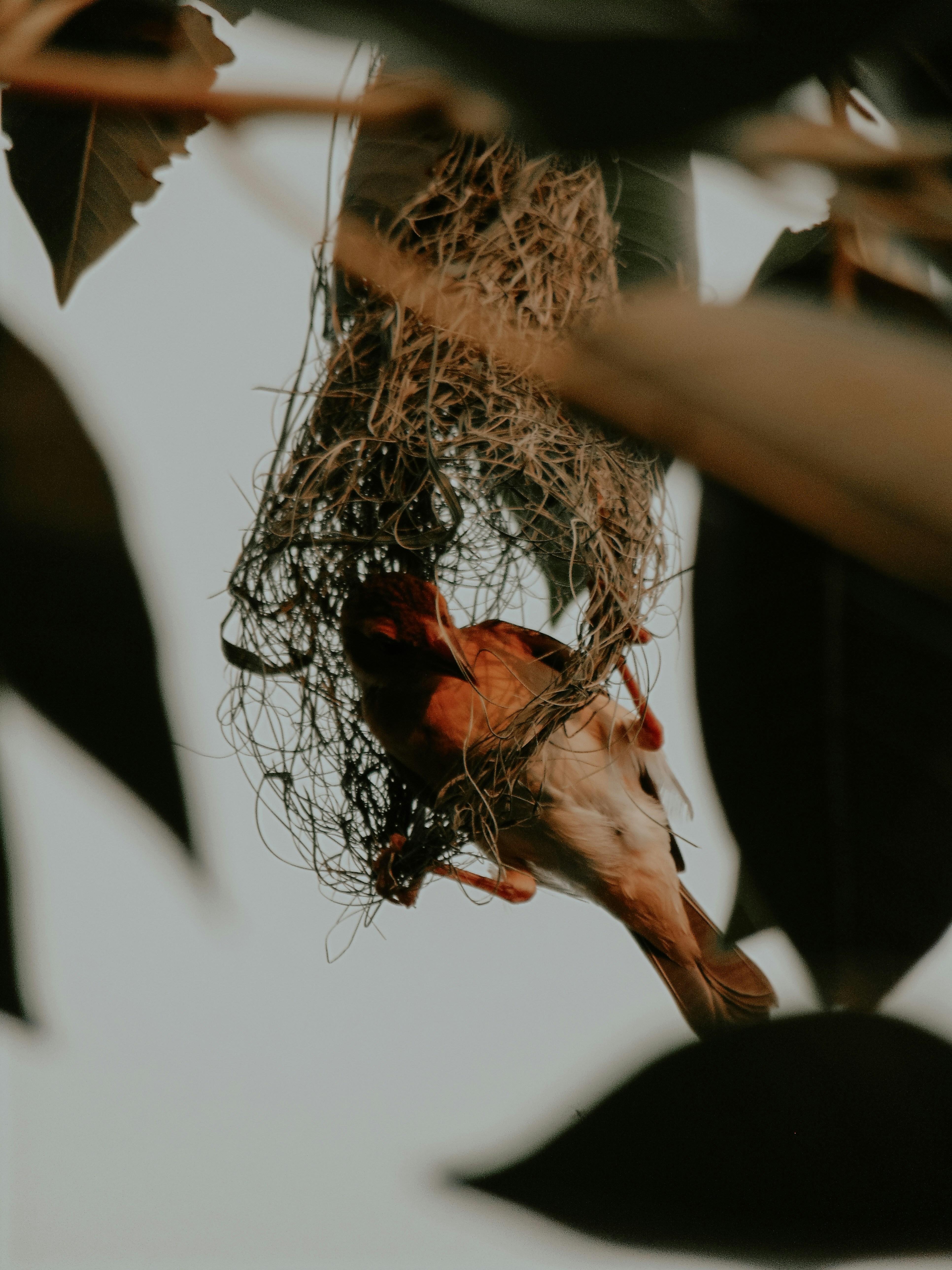 A small bird clings to a nest woven from delicate fibers, framed by shadowy foliage.