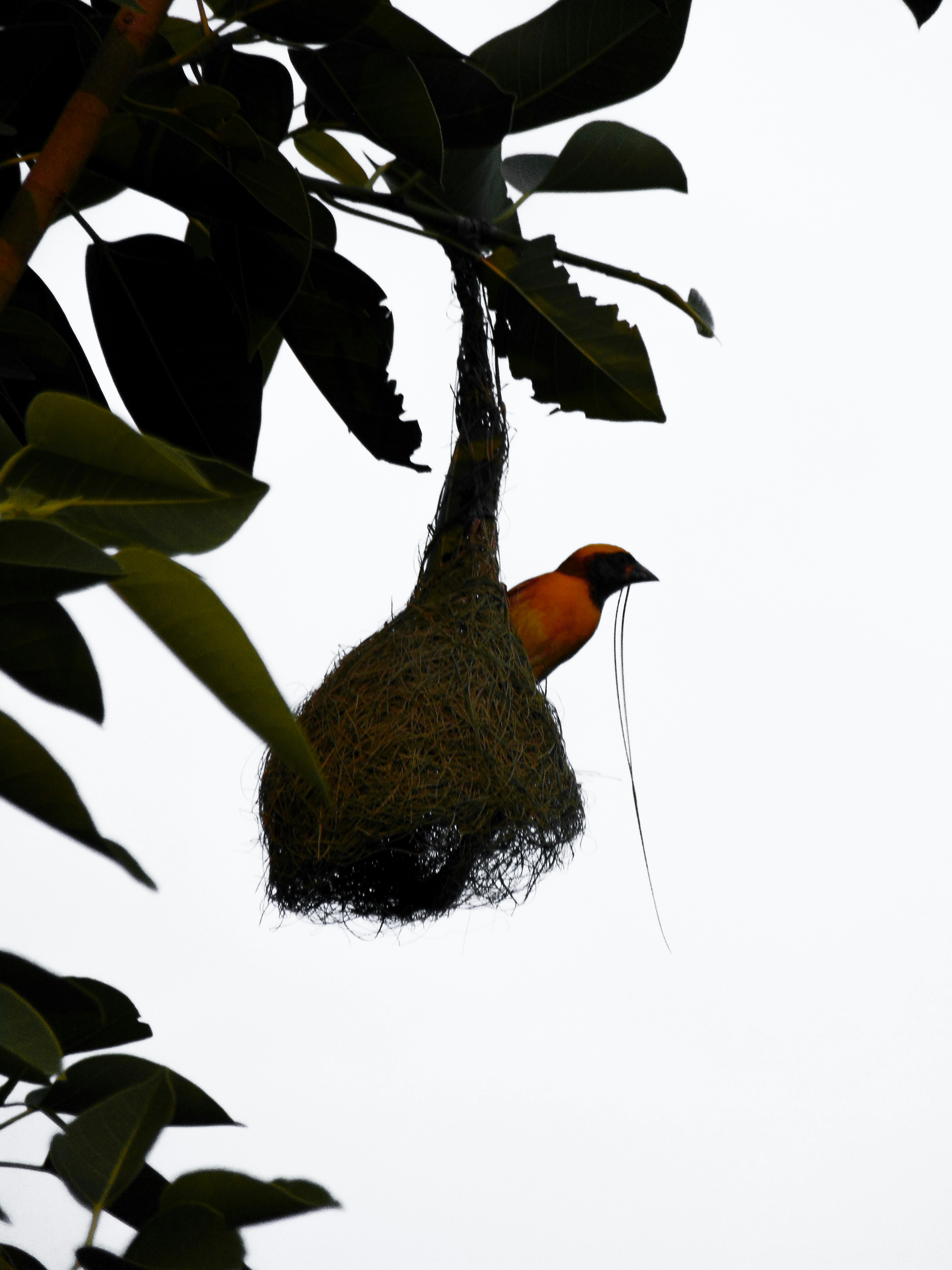 A weaver bird perched at the entrance of a hanging nest, framed by dark leaves against a pale sky.