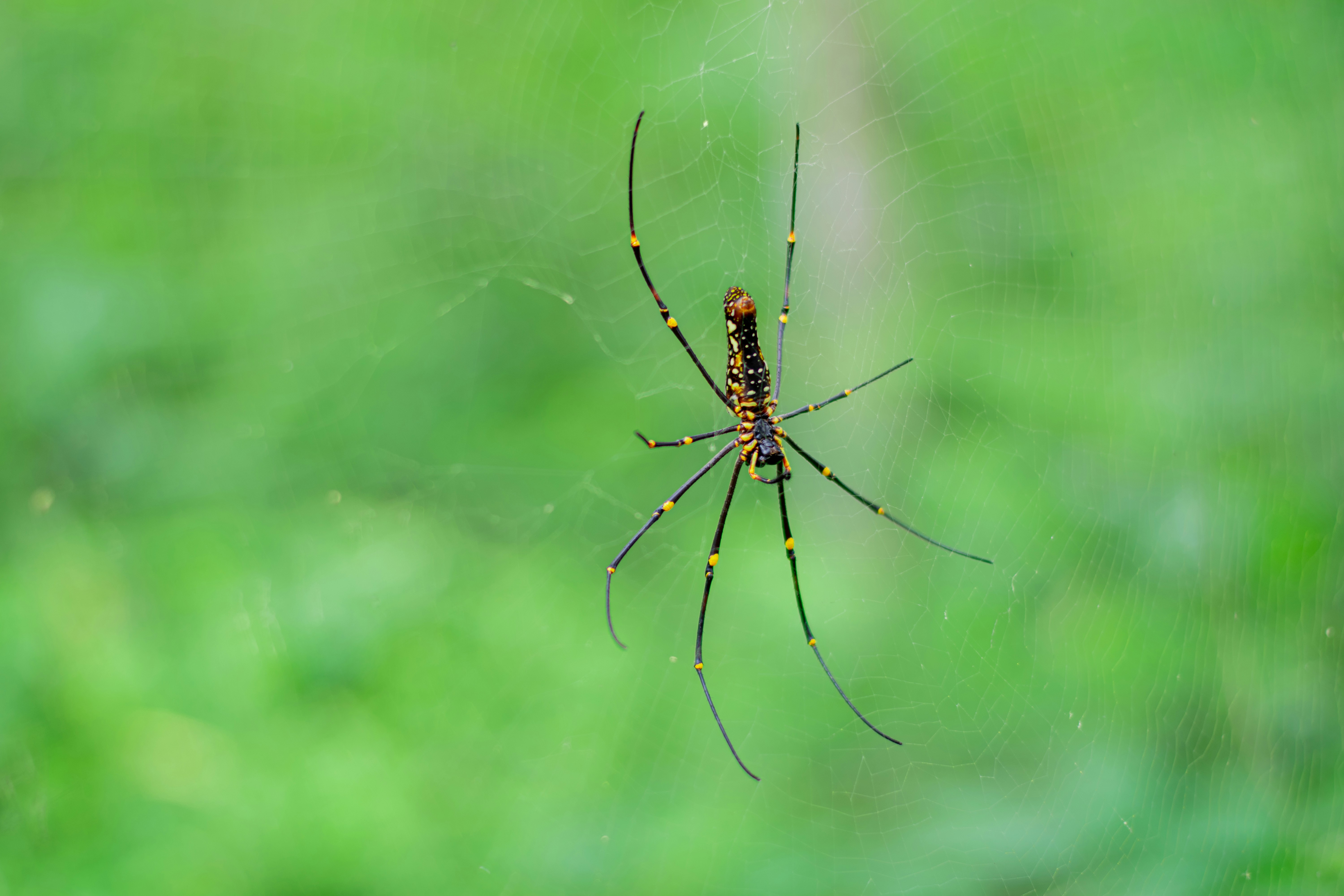 Nephila pilipes