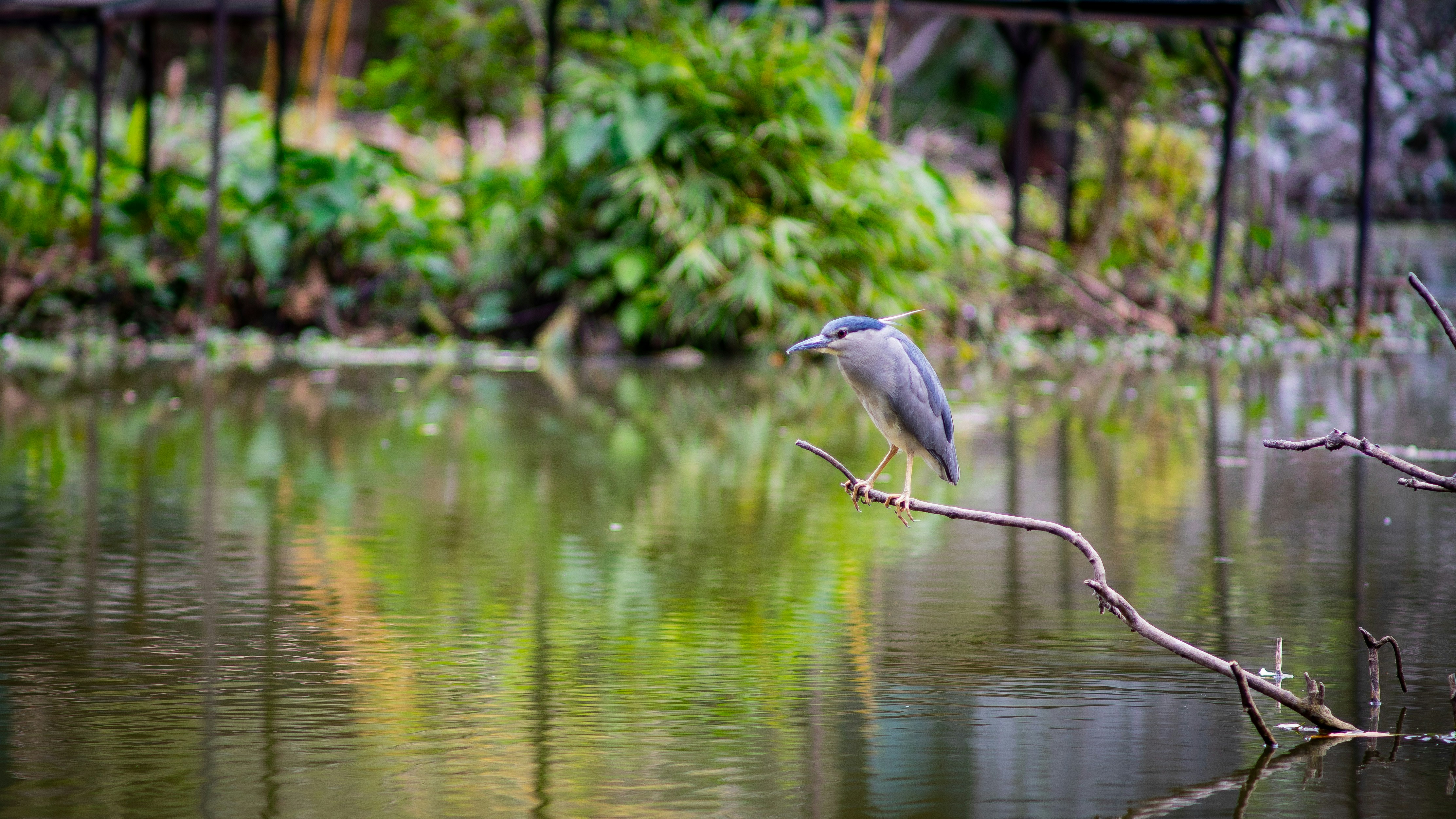 Heron on a Quiet Branch: A Tranquil Pond Study